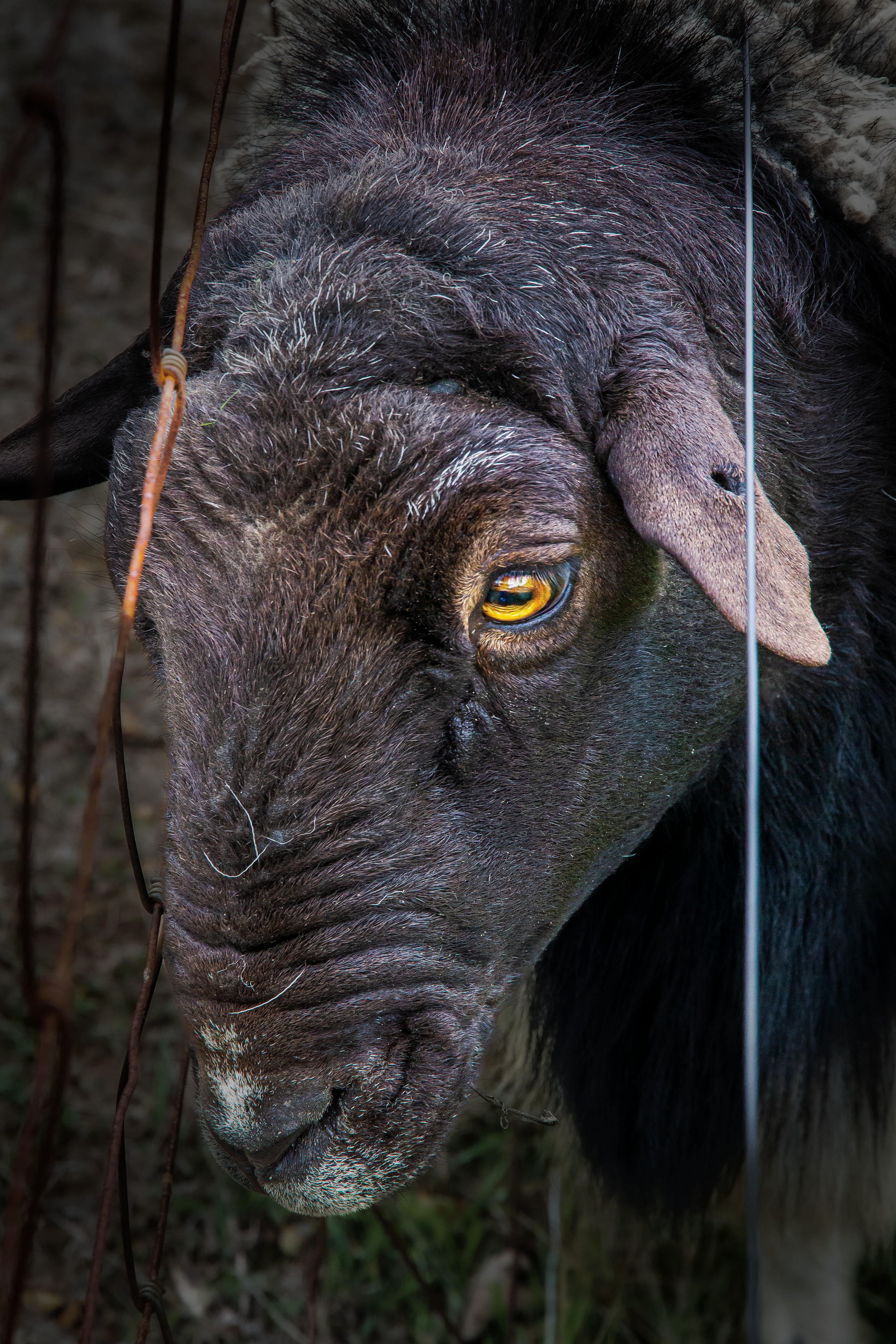 Goat Tricks Photos, Download The BEST Free Goat Tricks Stock Photos ...