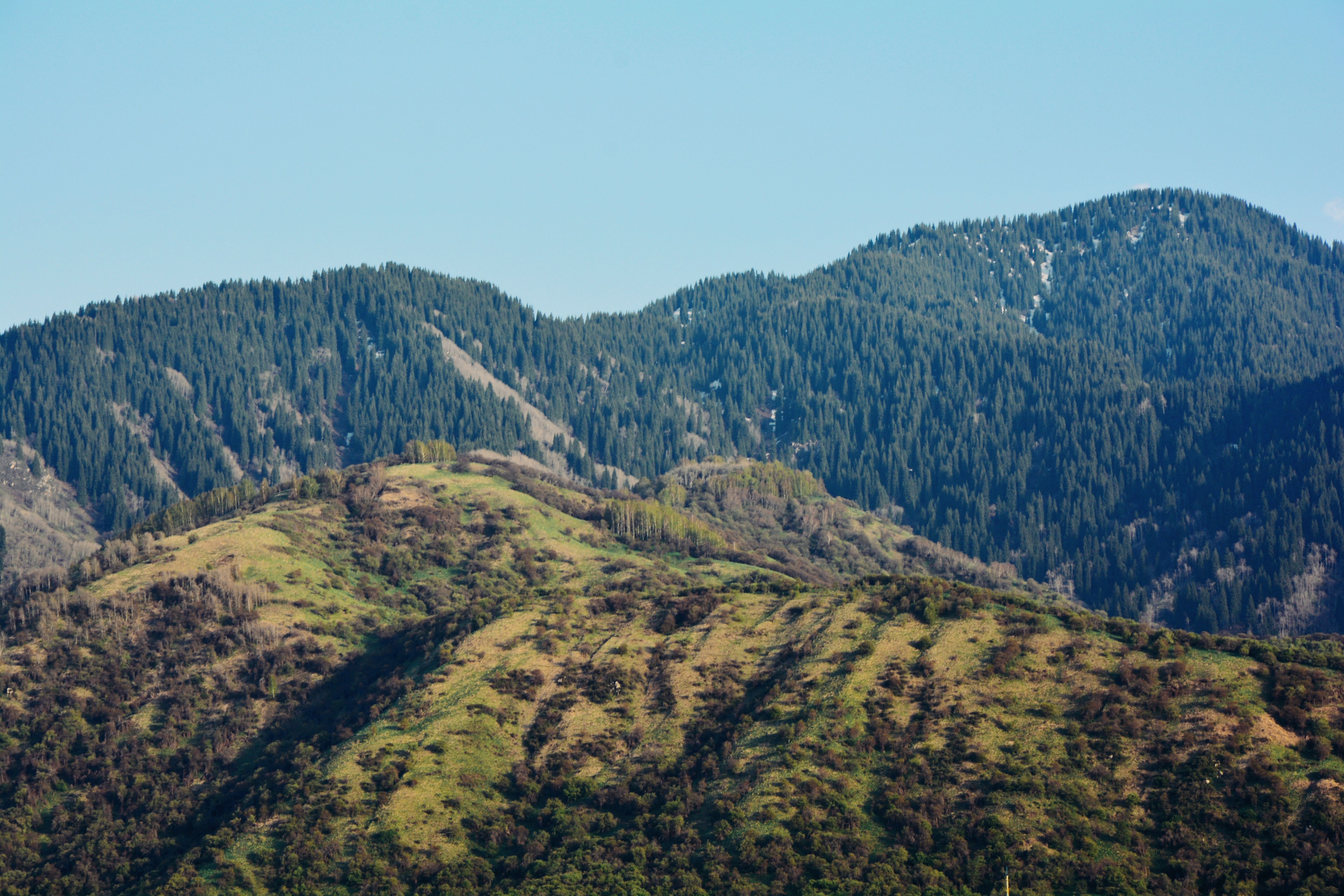 Forest on Hills in Countryside · Free Stock Photo