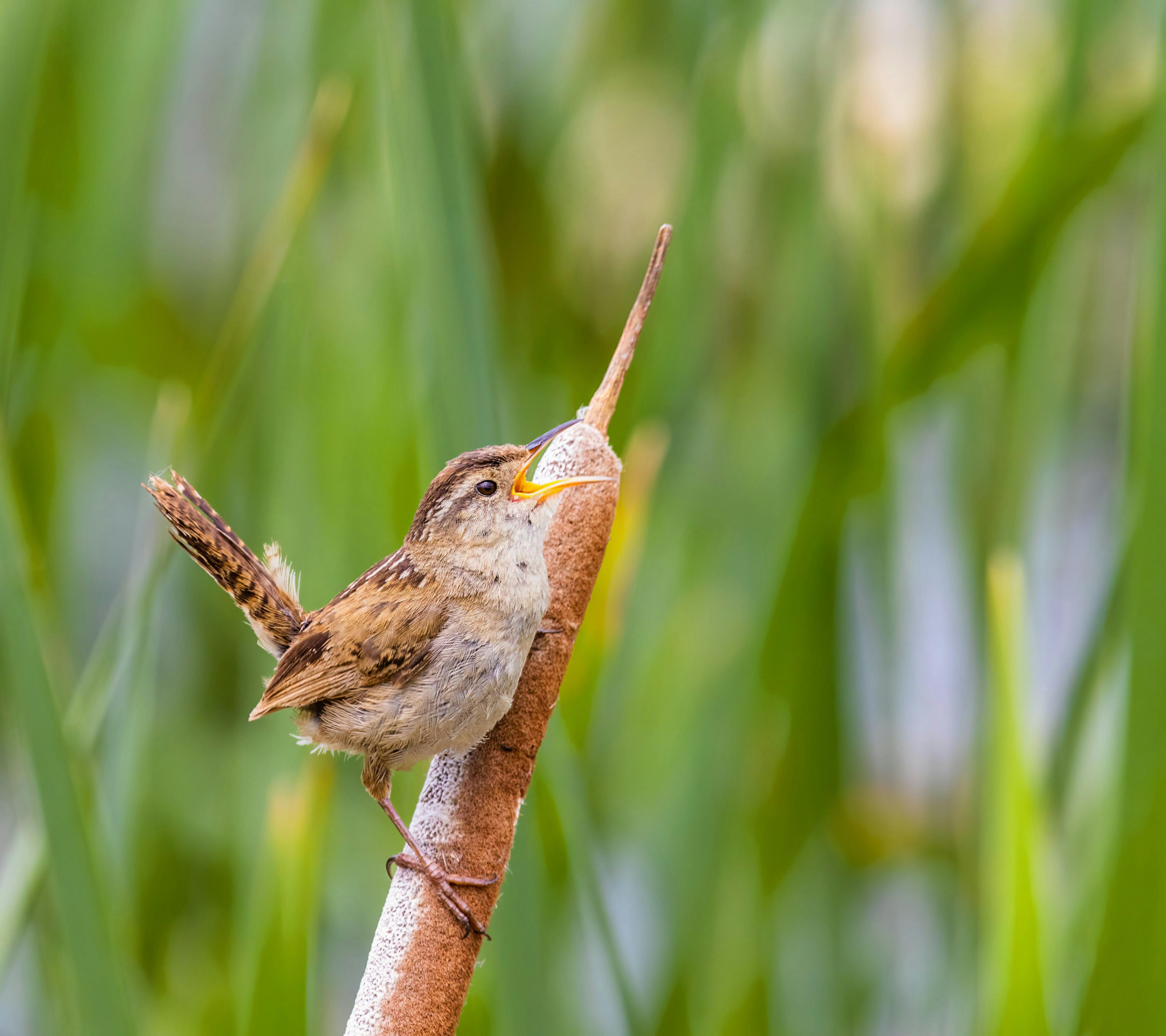 Singing Bird Perching on Branch · Free Stock Photo