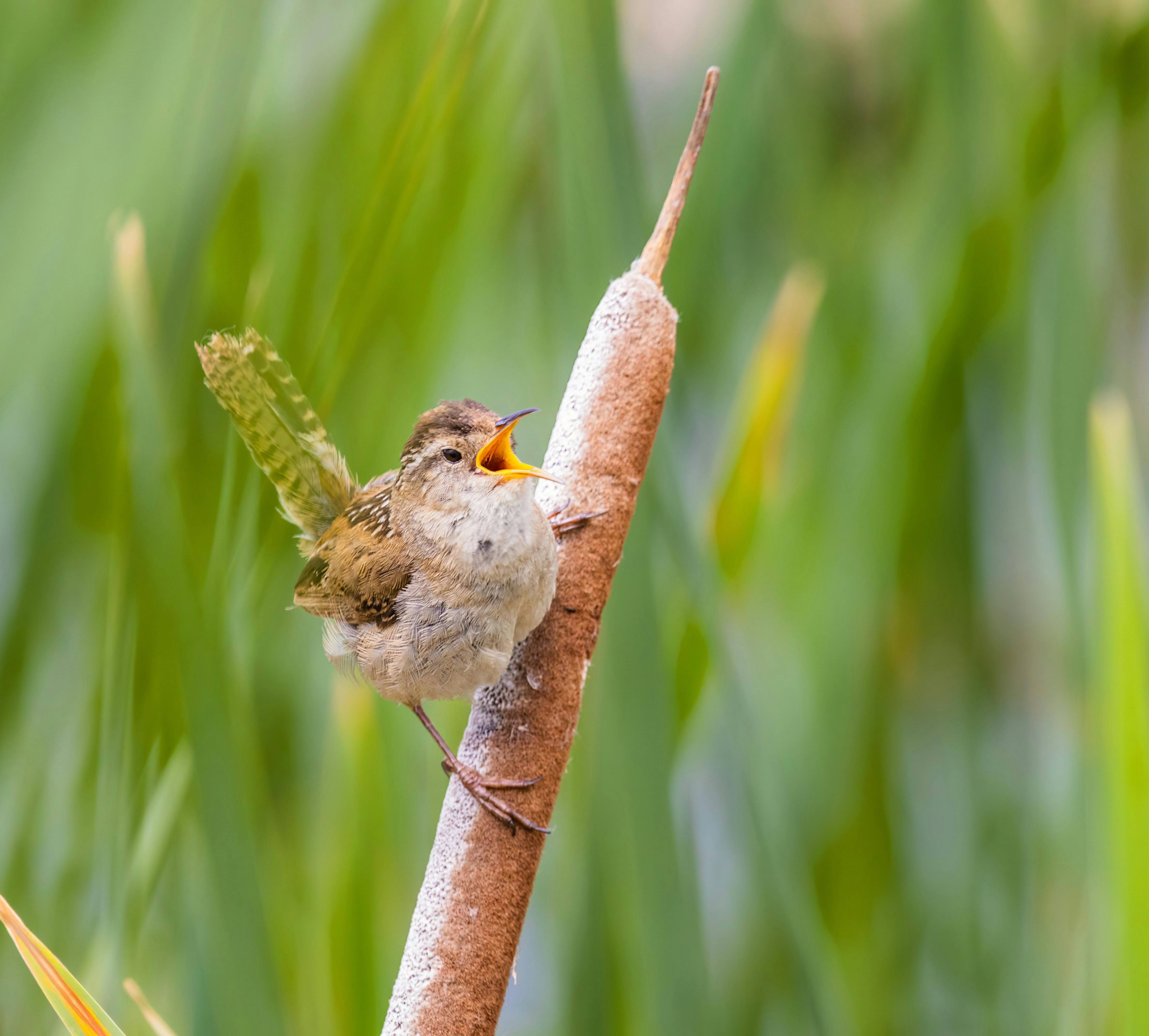 Singing Marsh Wren Perching on Cattail · Free Stock Photo