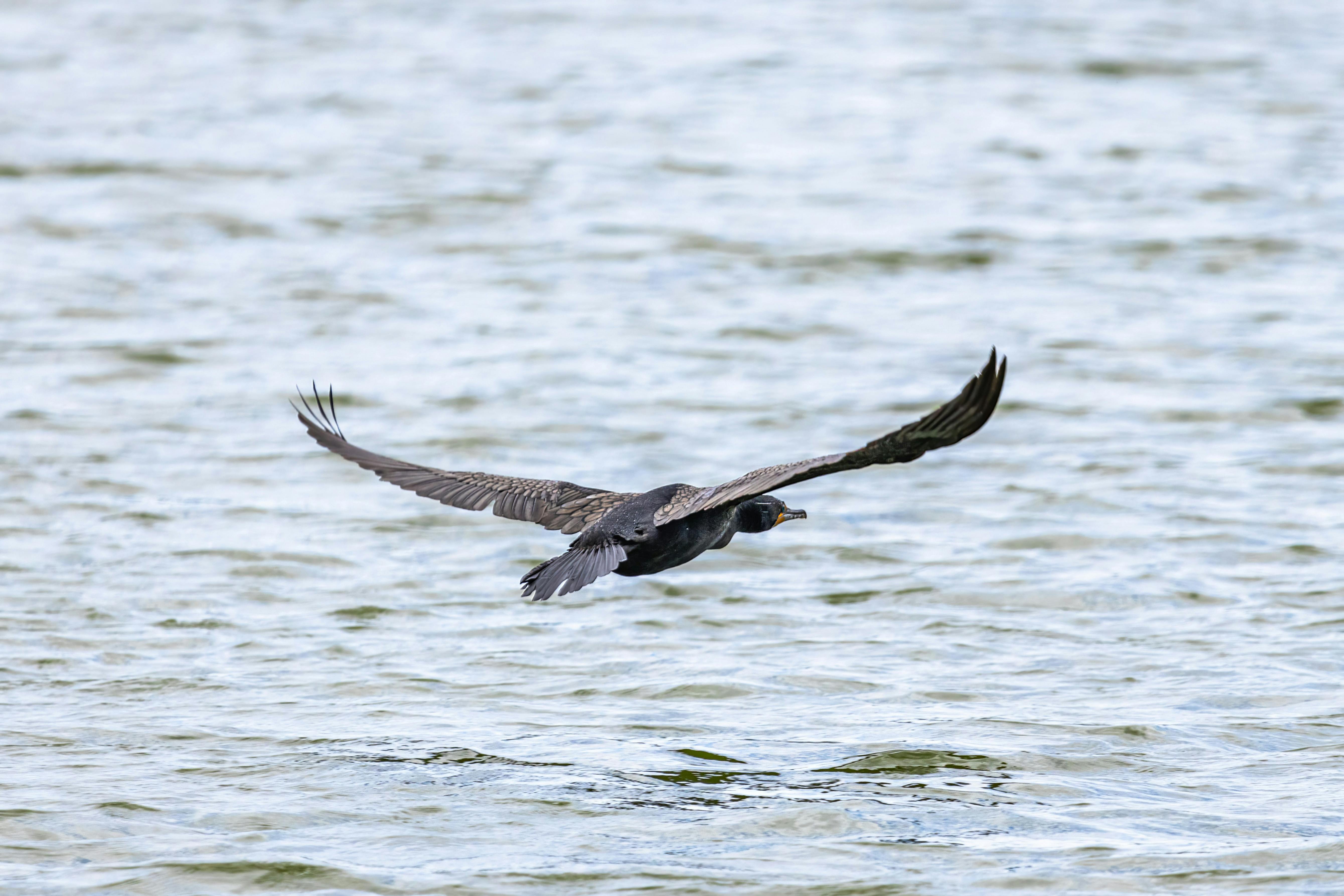 Back View of Cormorants · Free Stock Photo