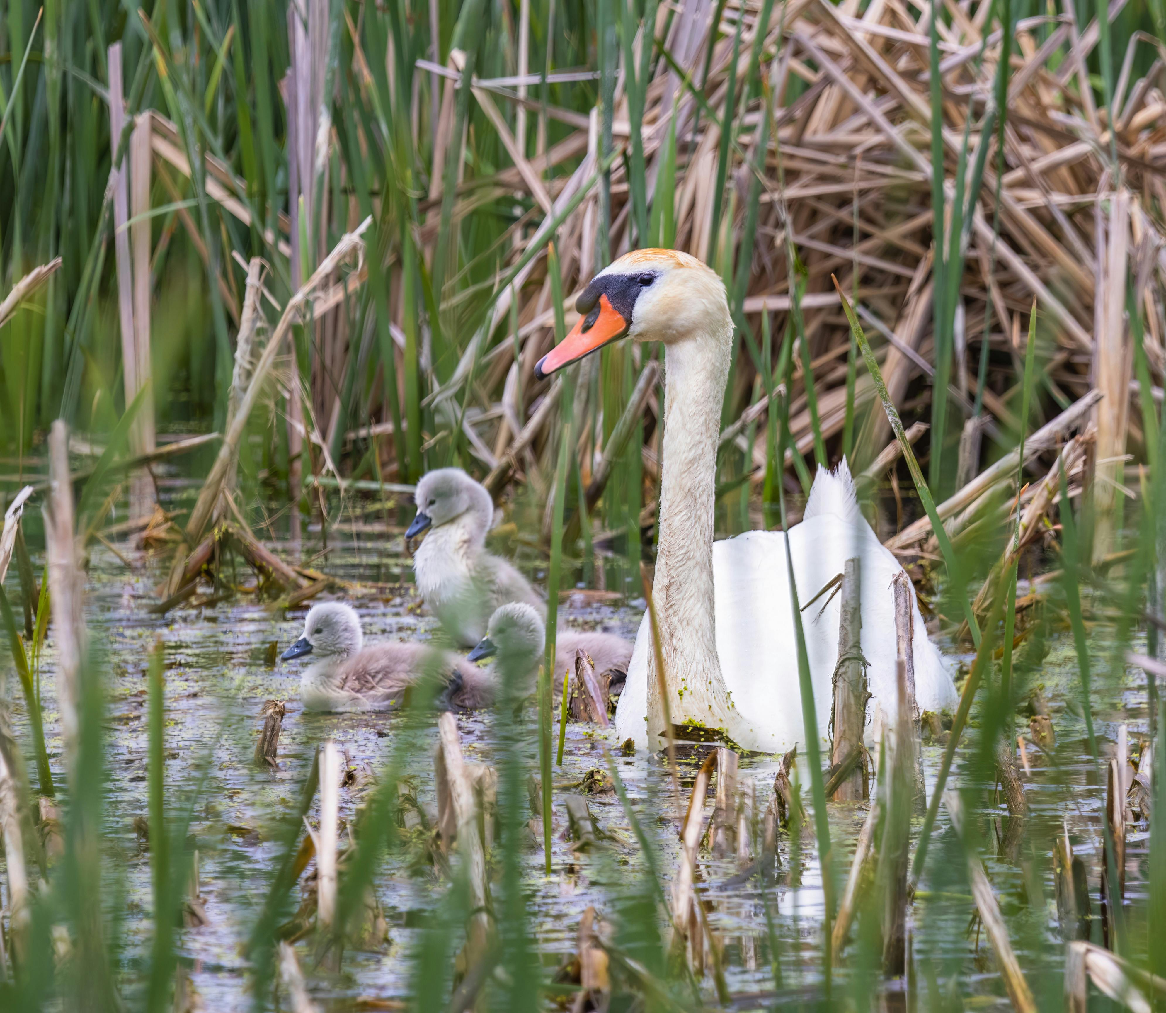 Watching The Birds Swimming Photos, Download The BEST Free Watching The ...