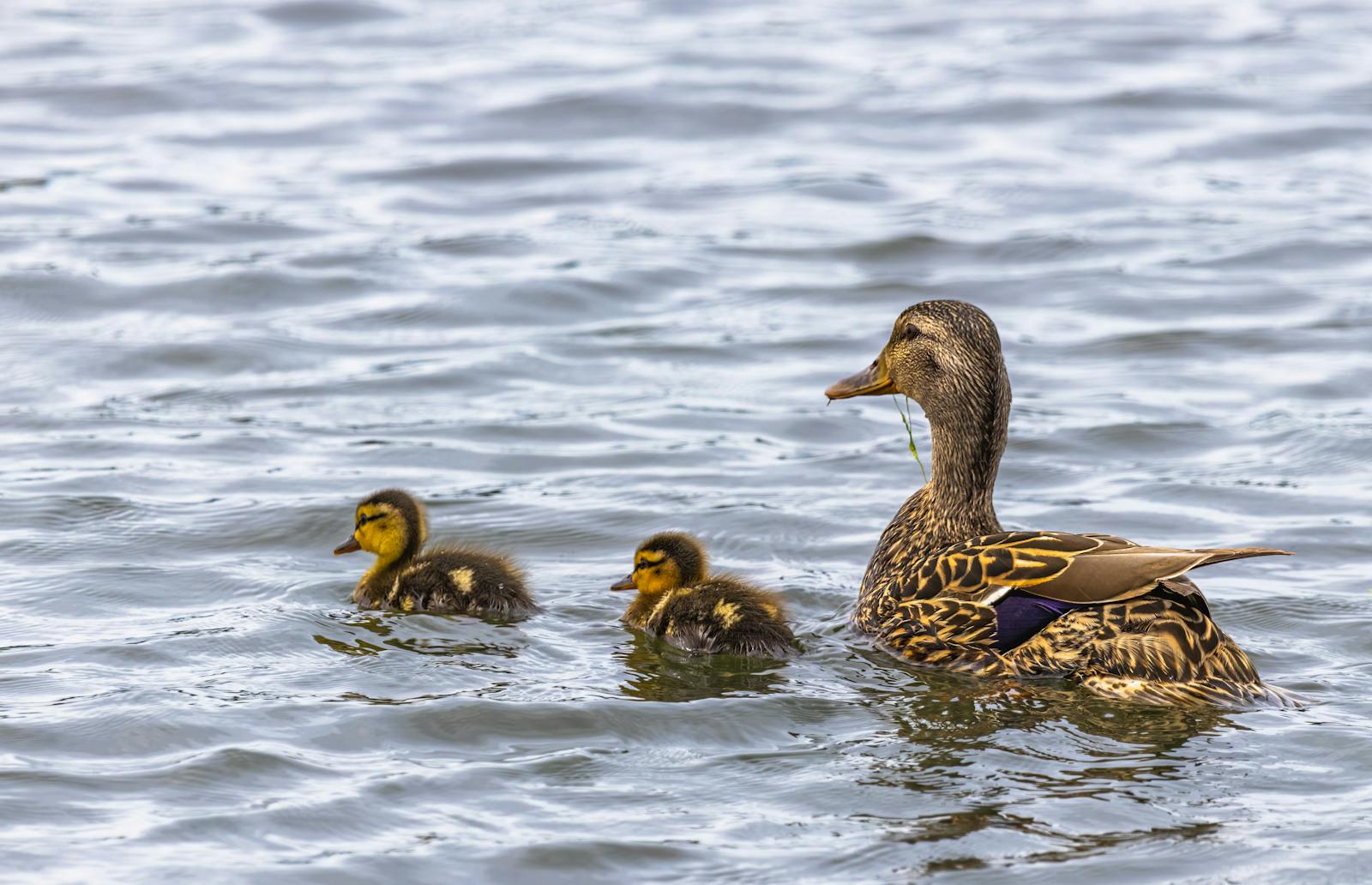 Ducklings Photos, Download The BEST Free Ducklings Stock Photos & HD Images