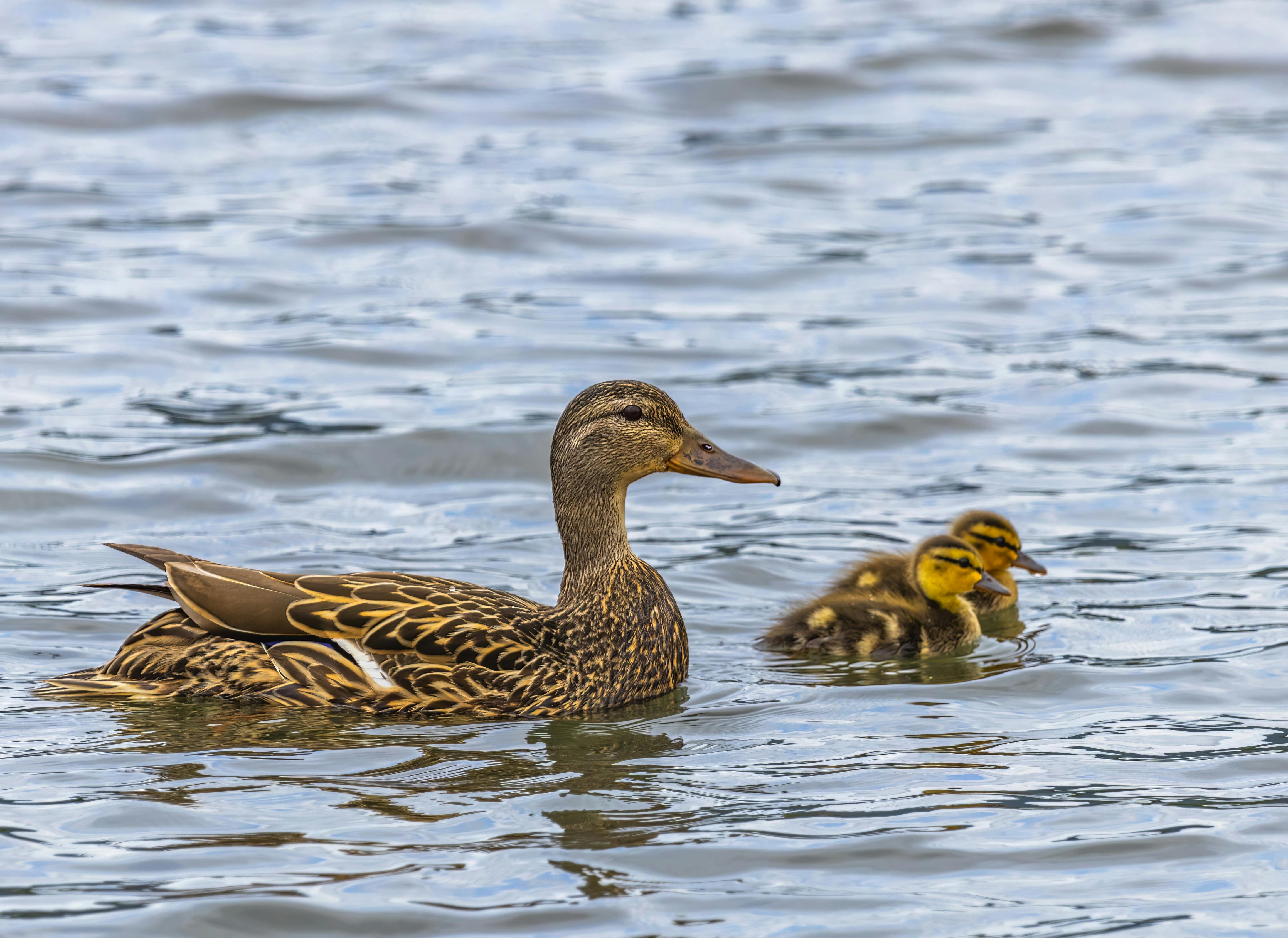 Water Fa Wallpaper Photos, Download The BEST Free Water Fa Wallpaper ...