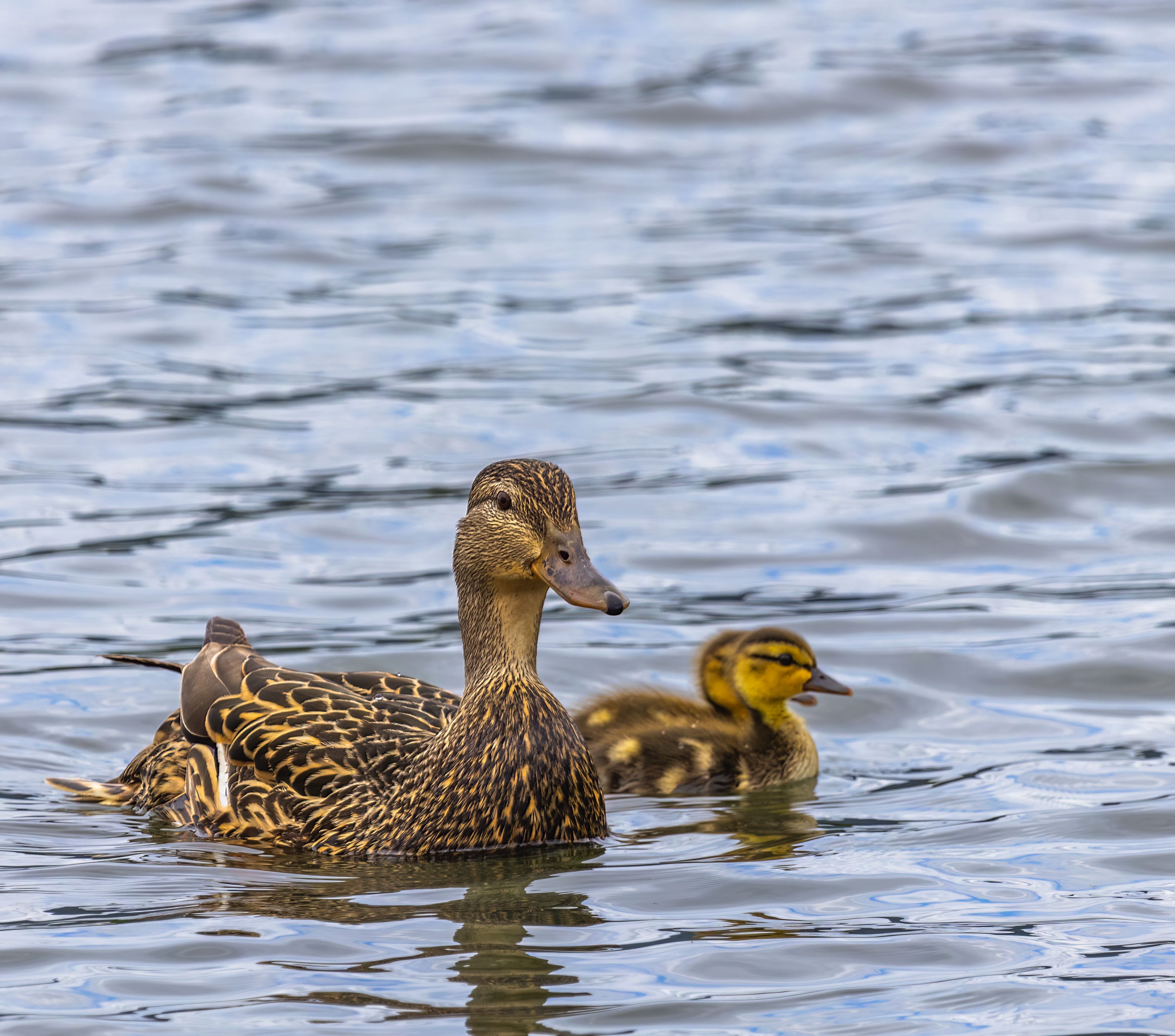 Baby Duck Photos, Download The BEST Free Baby Duck Stock Photos & HD Images