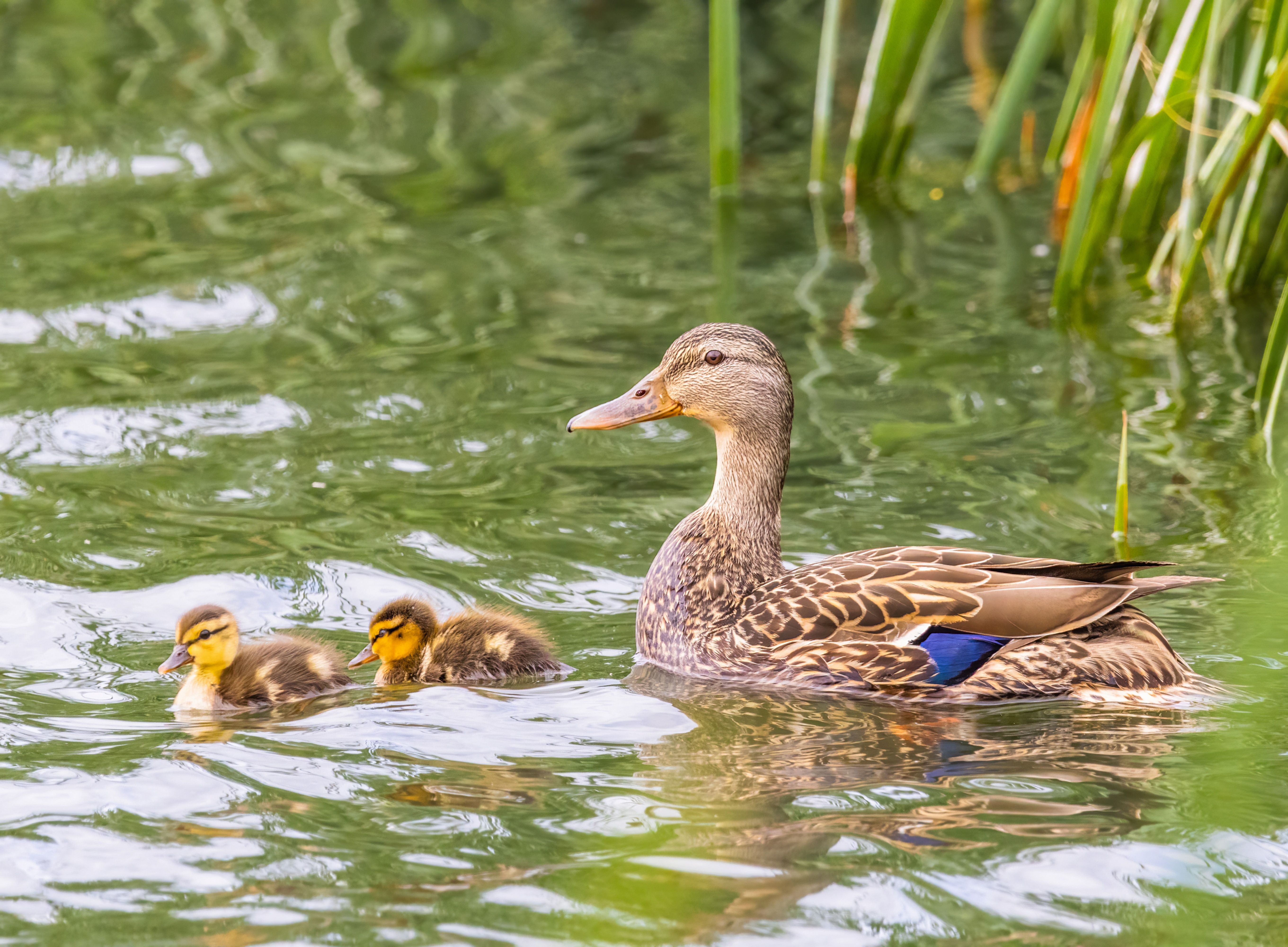 Three Ducklings on a Pink Background · Free Stock Photo