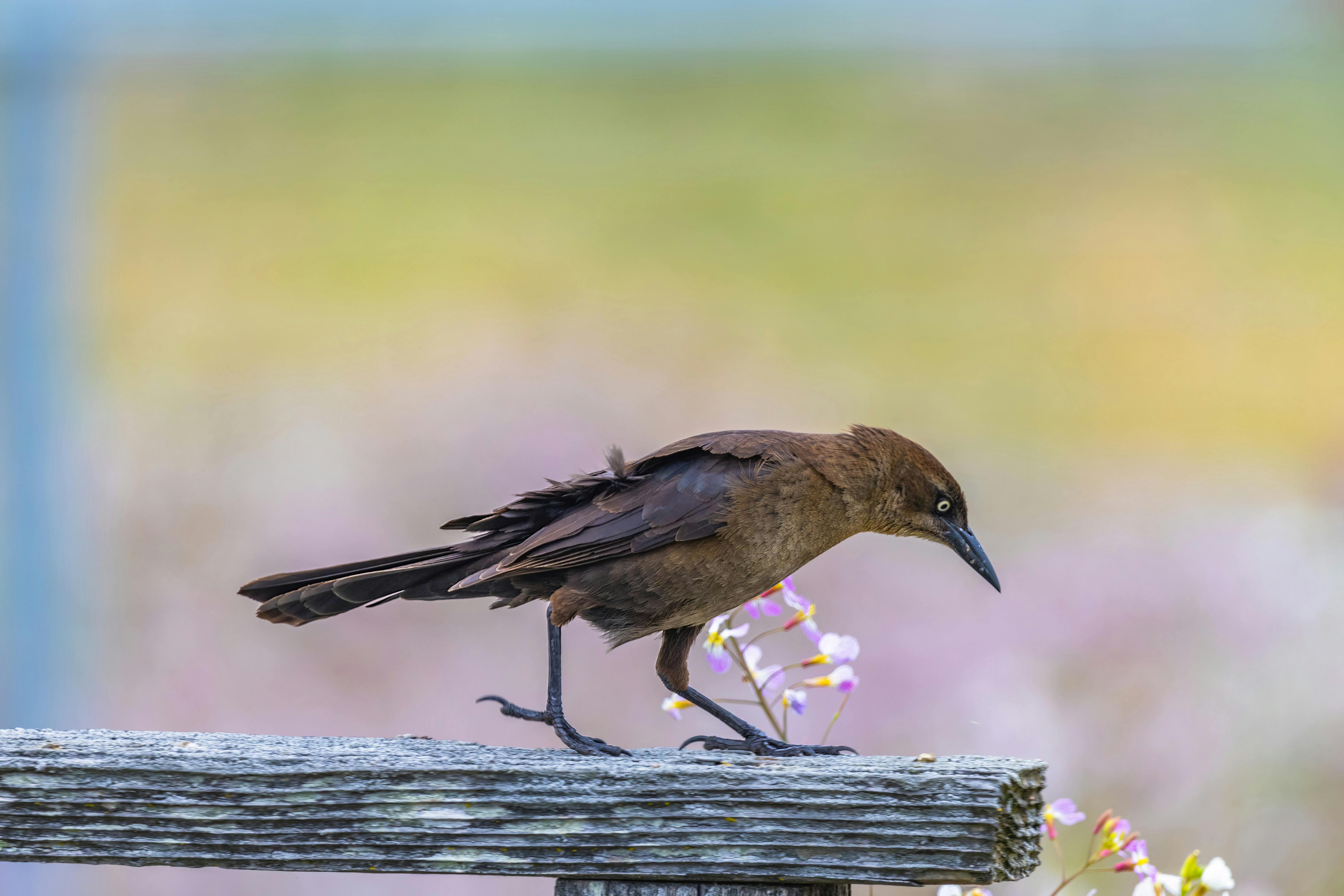 Close up of Mexican Grackle · Free Stock Photo
