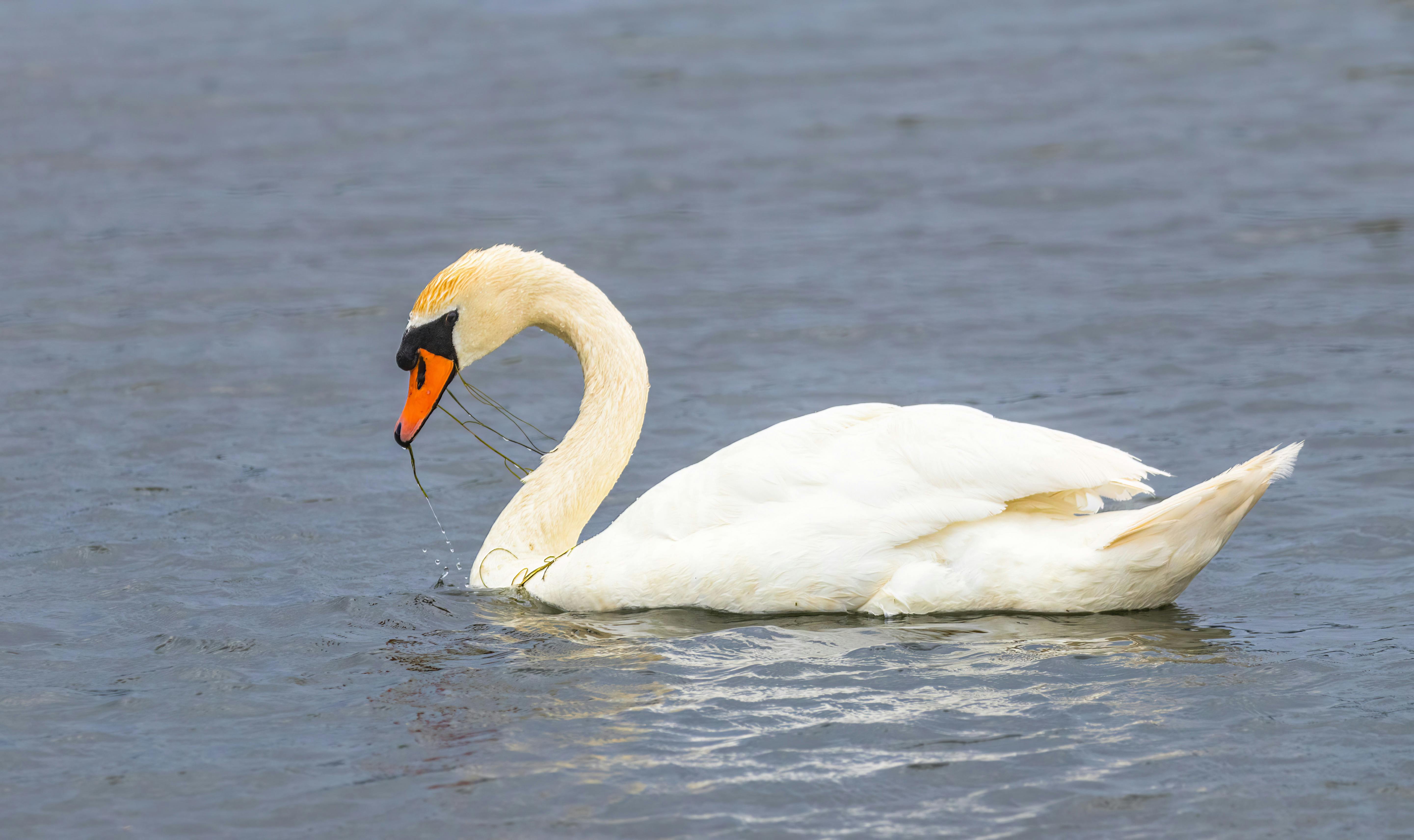 Yellow Bird Perched on Yellow Flower · Free Stock Photo