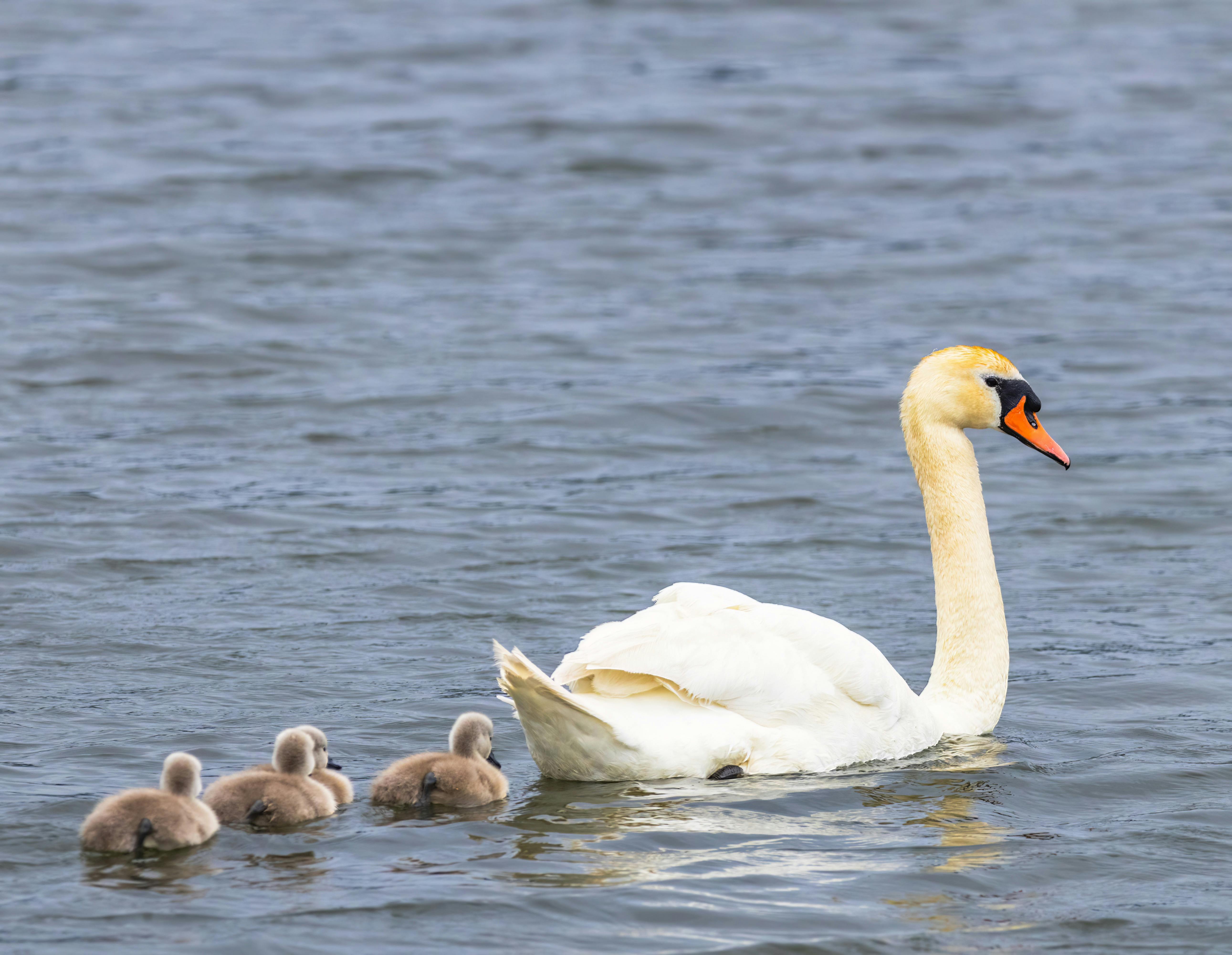 Swan on Body of Water · Free Stock Photo