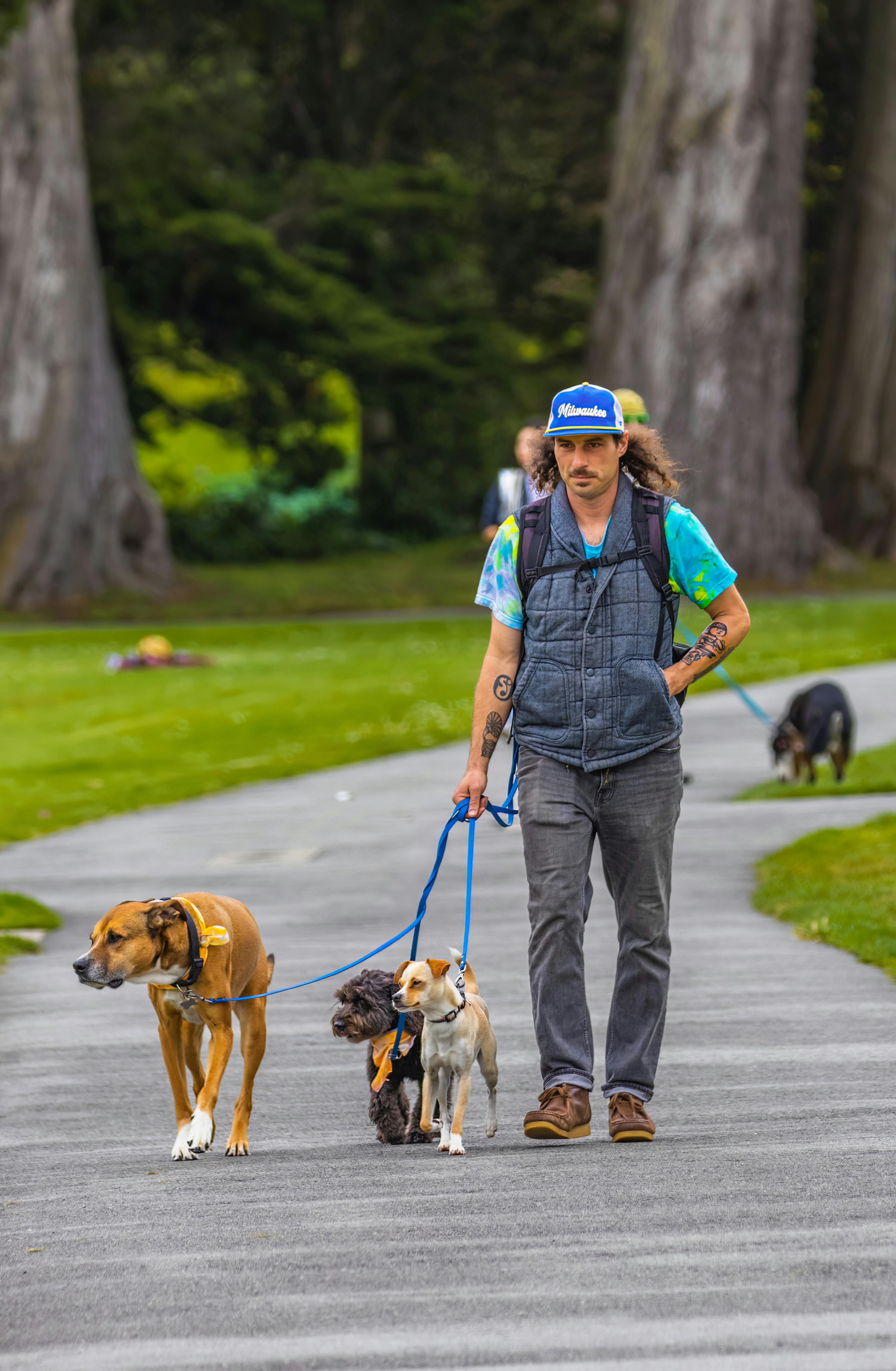 Man Walking Dogs in Park · Free Stock Photo