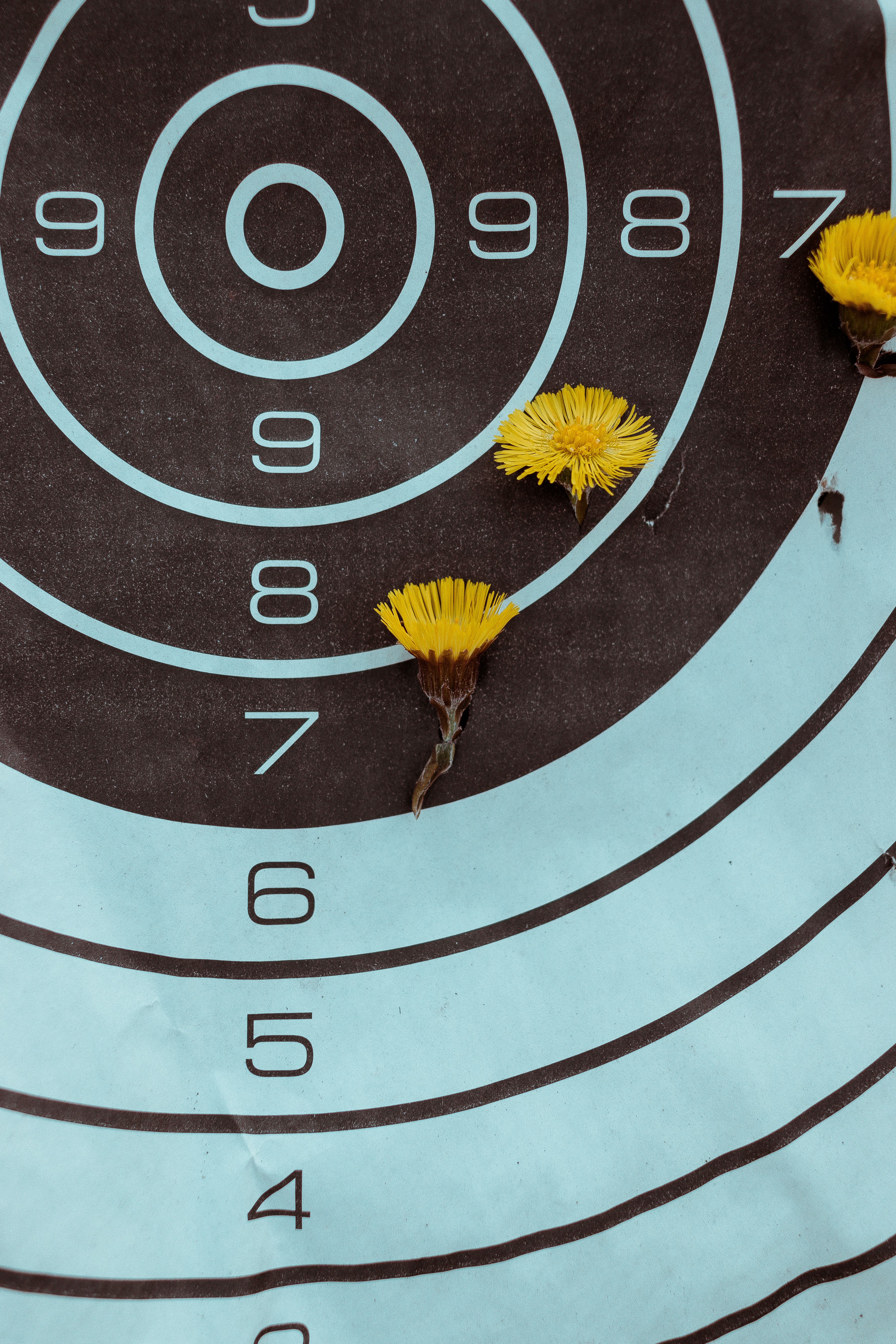 Flowers on Shield · Free Stock Photo