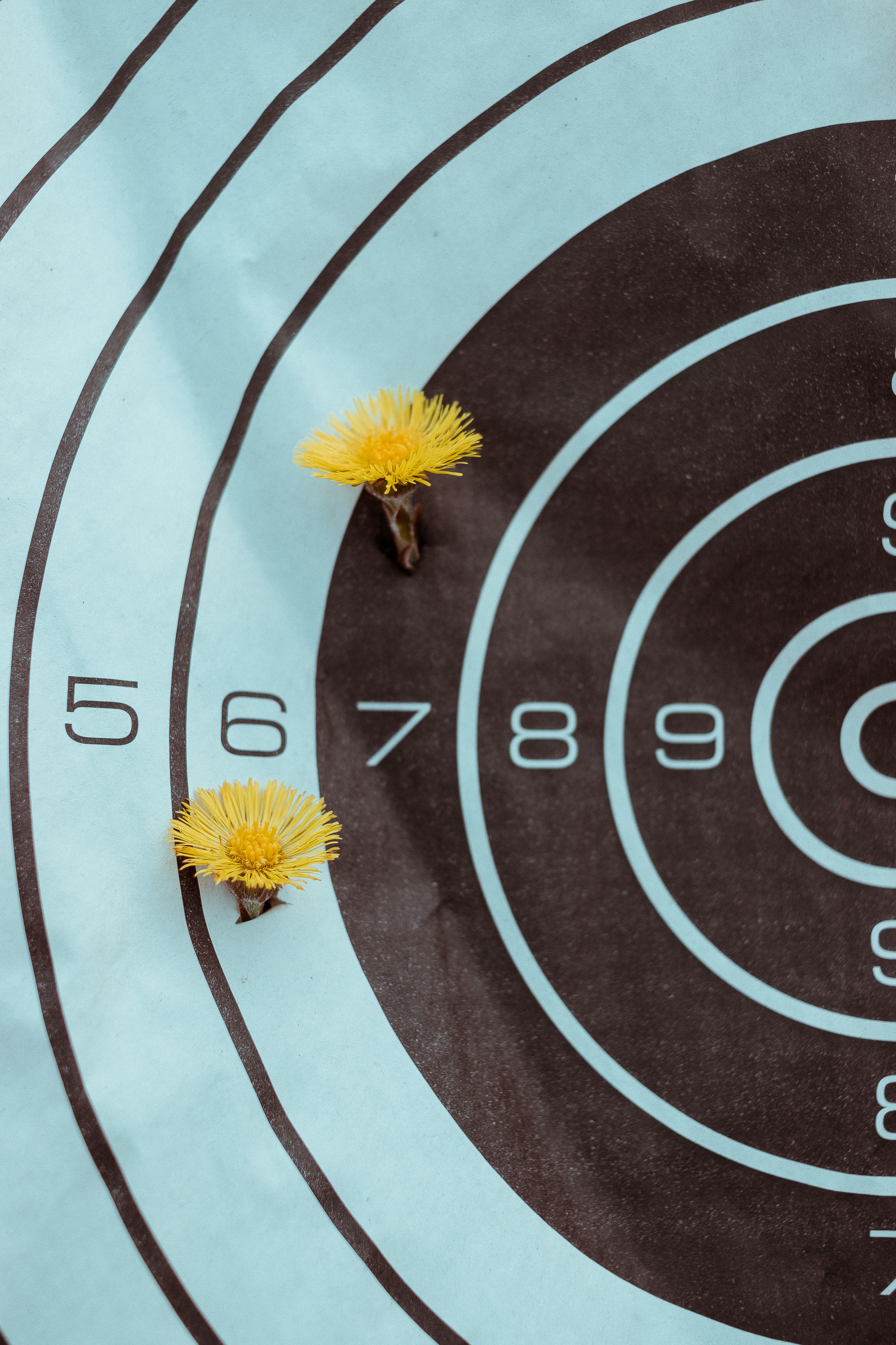 Simple Bullseye Photos, Download The BEST Free Simple Bullseye Stock ...