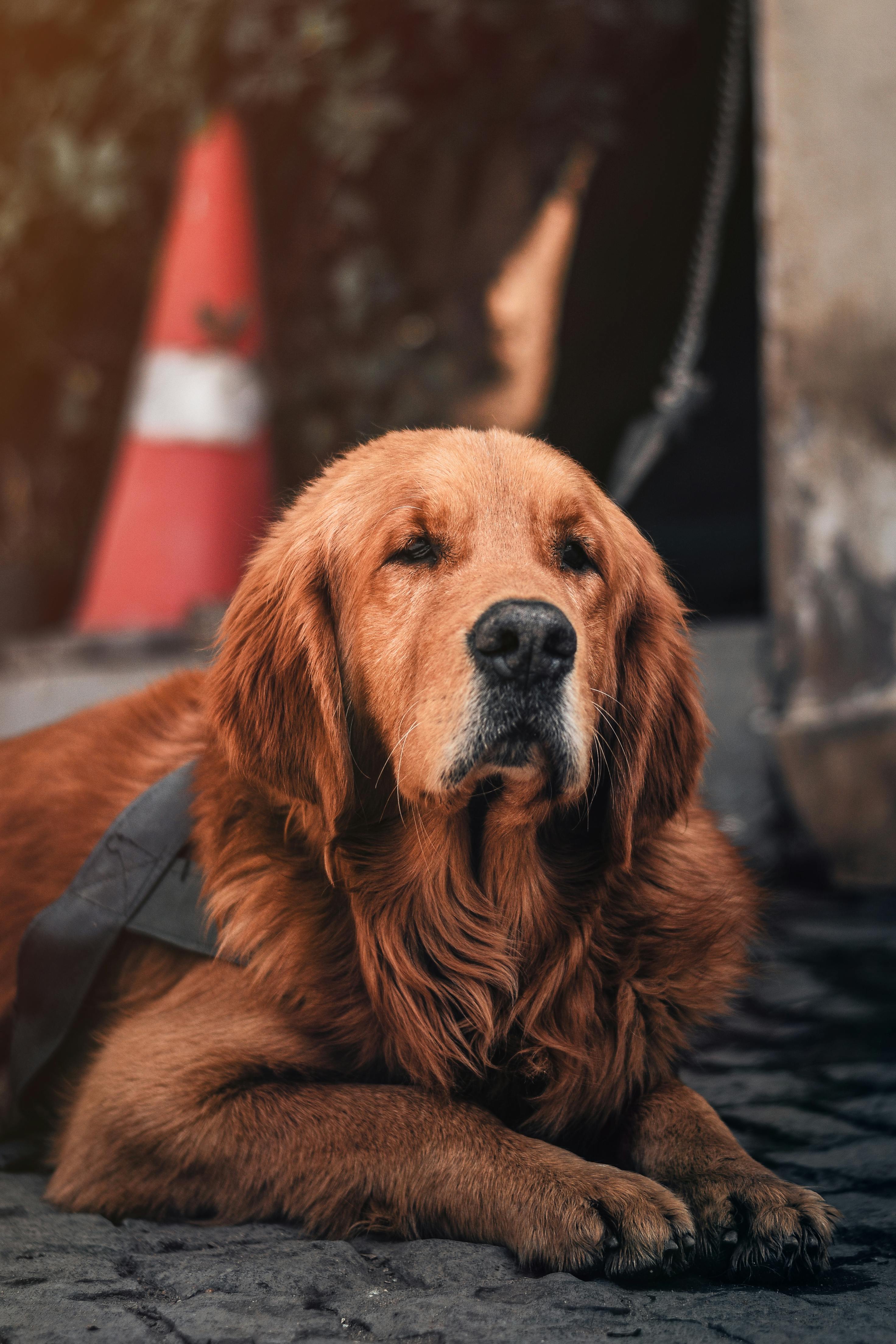 Dog Lied Photos, Download The BEST Free Dog Lied Stock Photos & HD Images