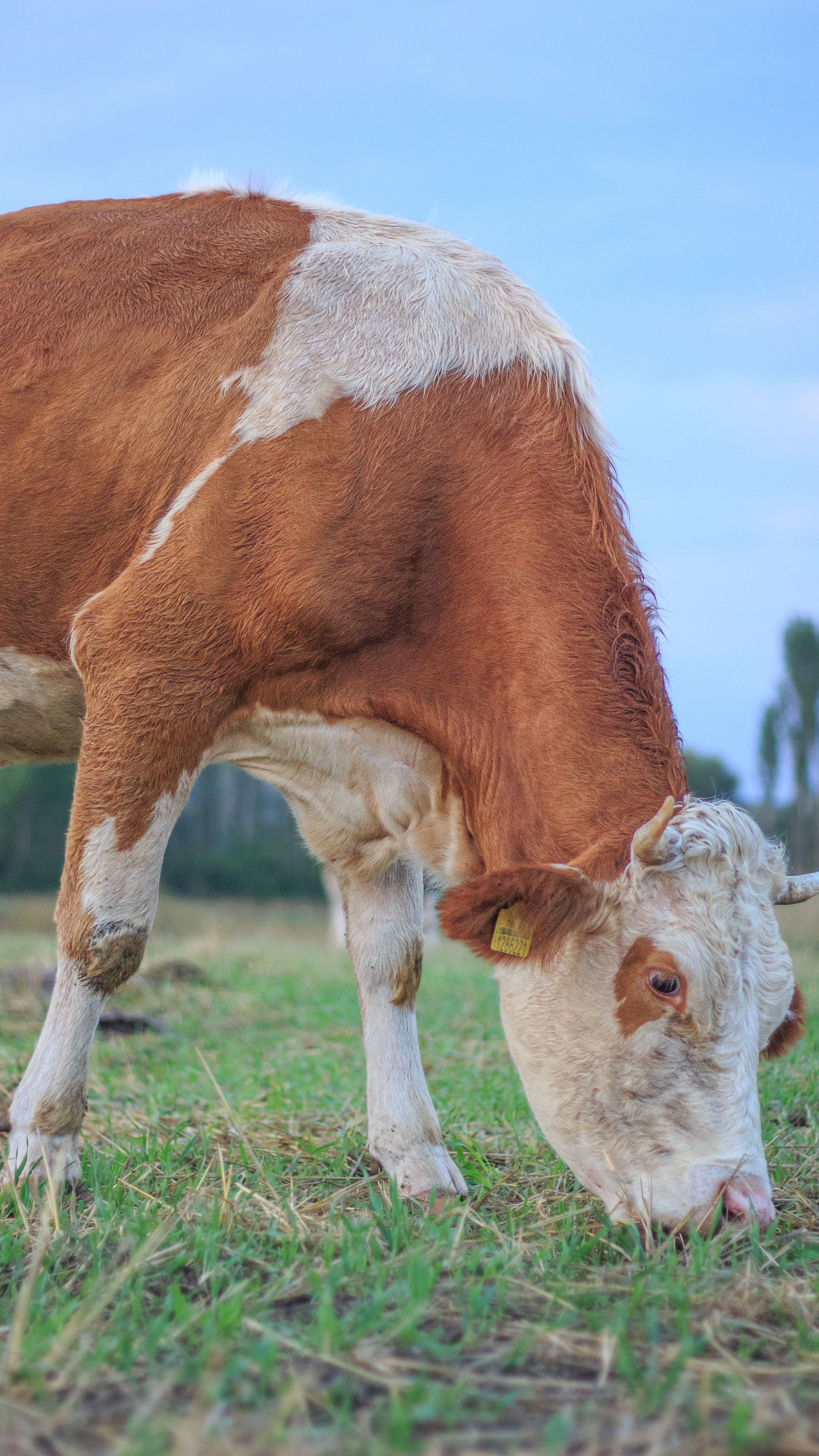 Cow Wallpaper 1920x1080 Photos, Download The BEST Free Cow Wallpaper ...