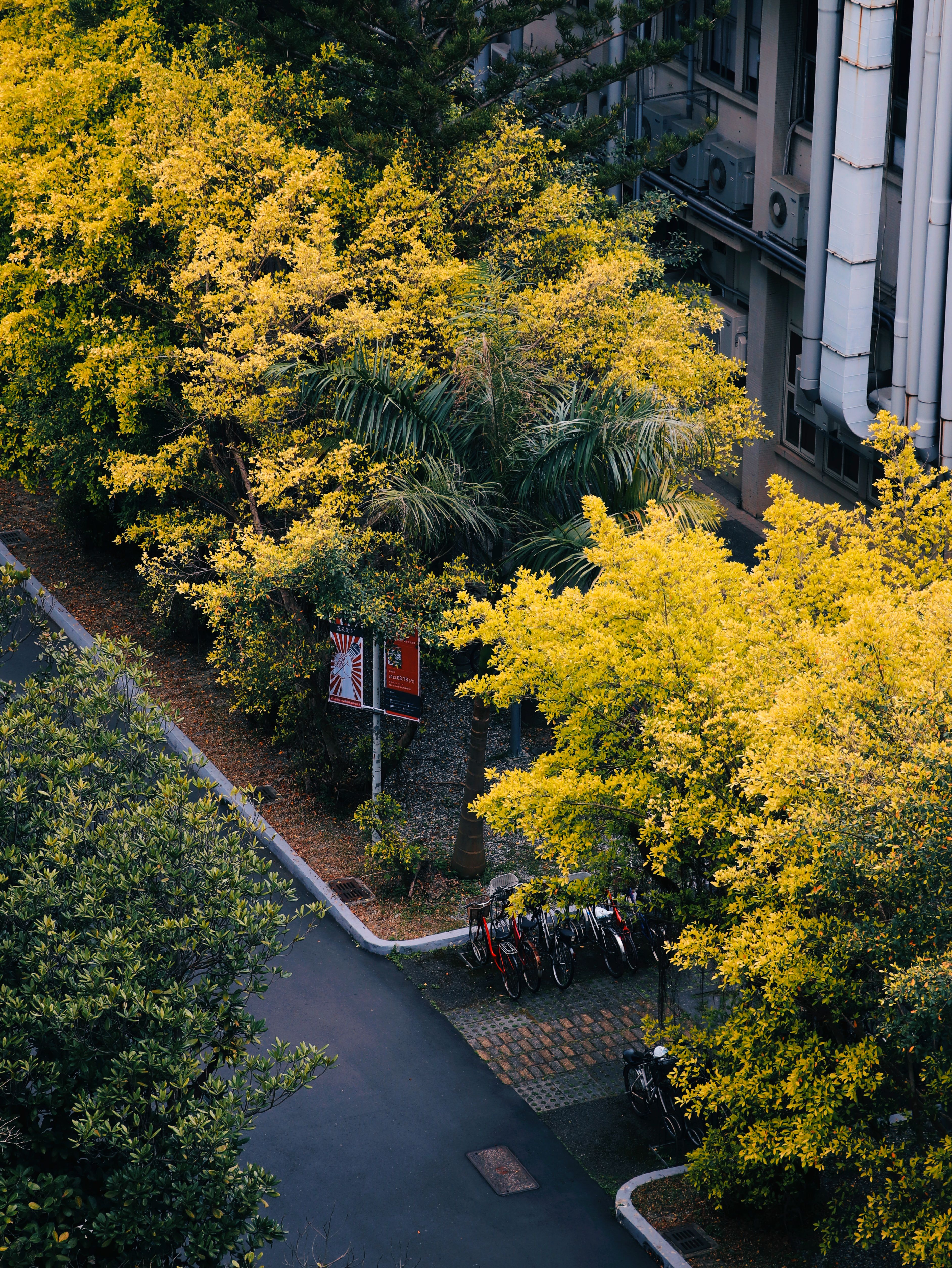 Trees around Sidewalk · Free Stock Photo