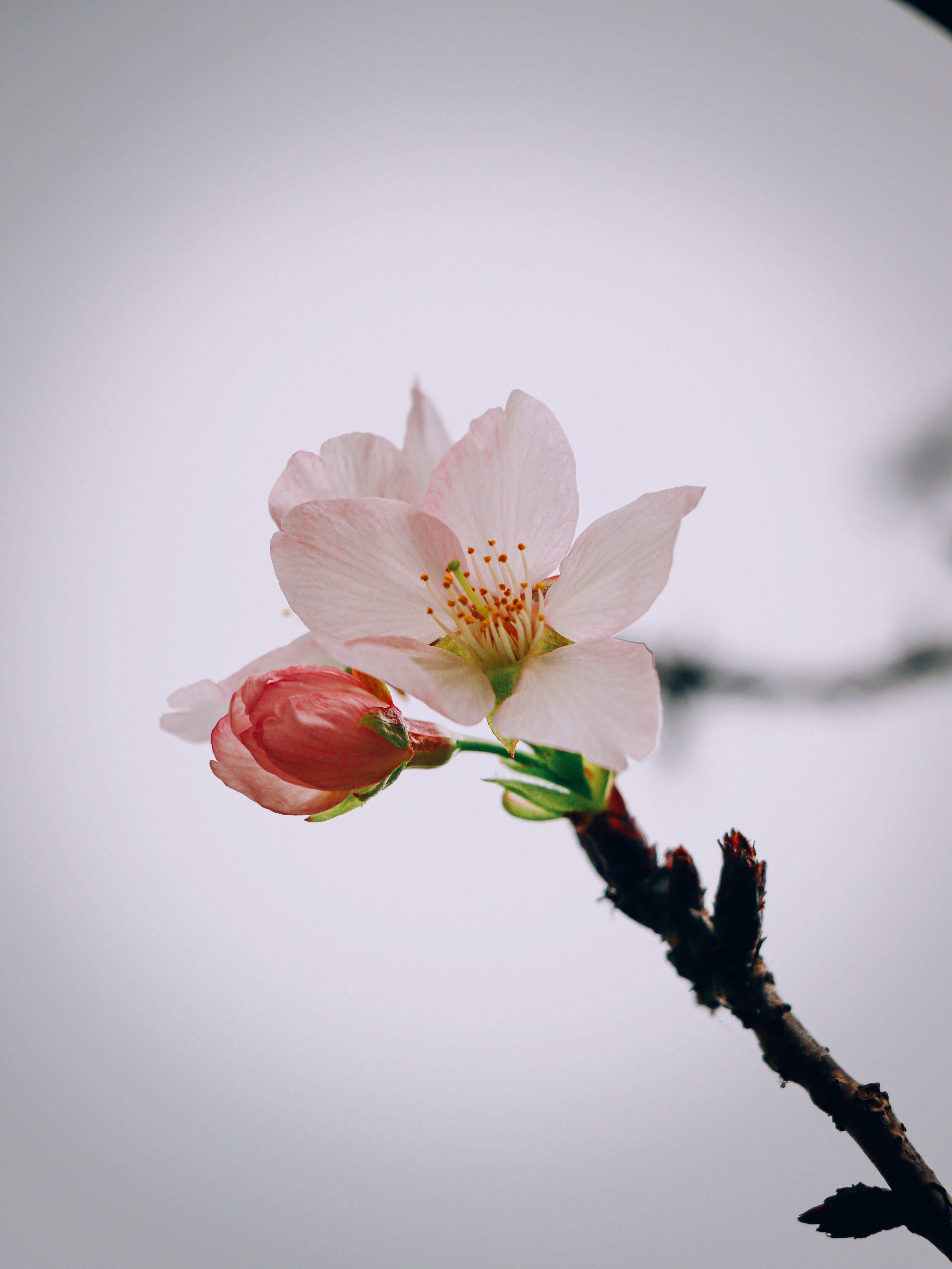 Plant Backgrounds Photos, Download The BEST Free Plant Backgrounds ...