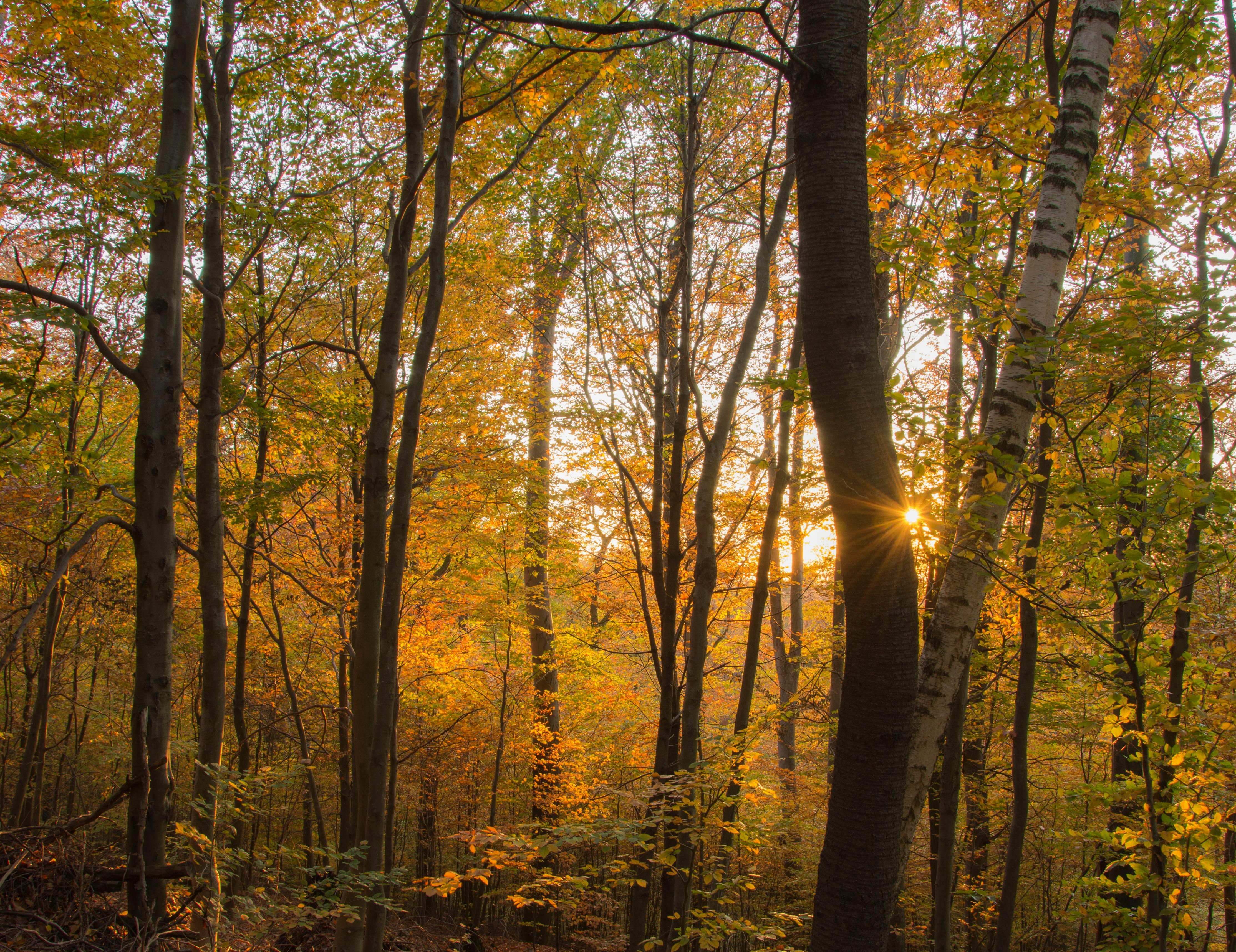 Sun Through Tree in Forest · Free Stock Photo