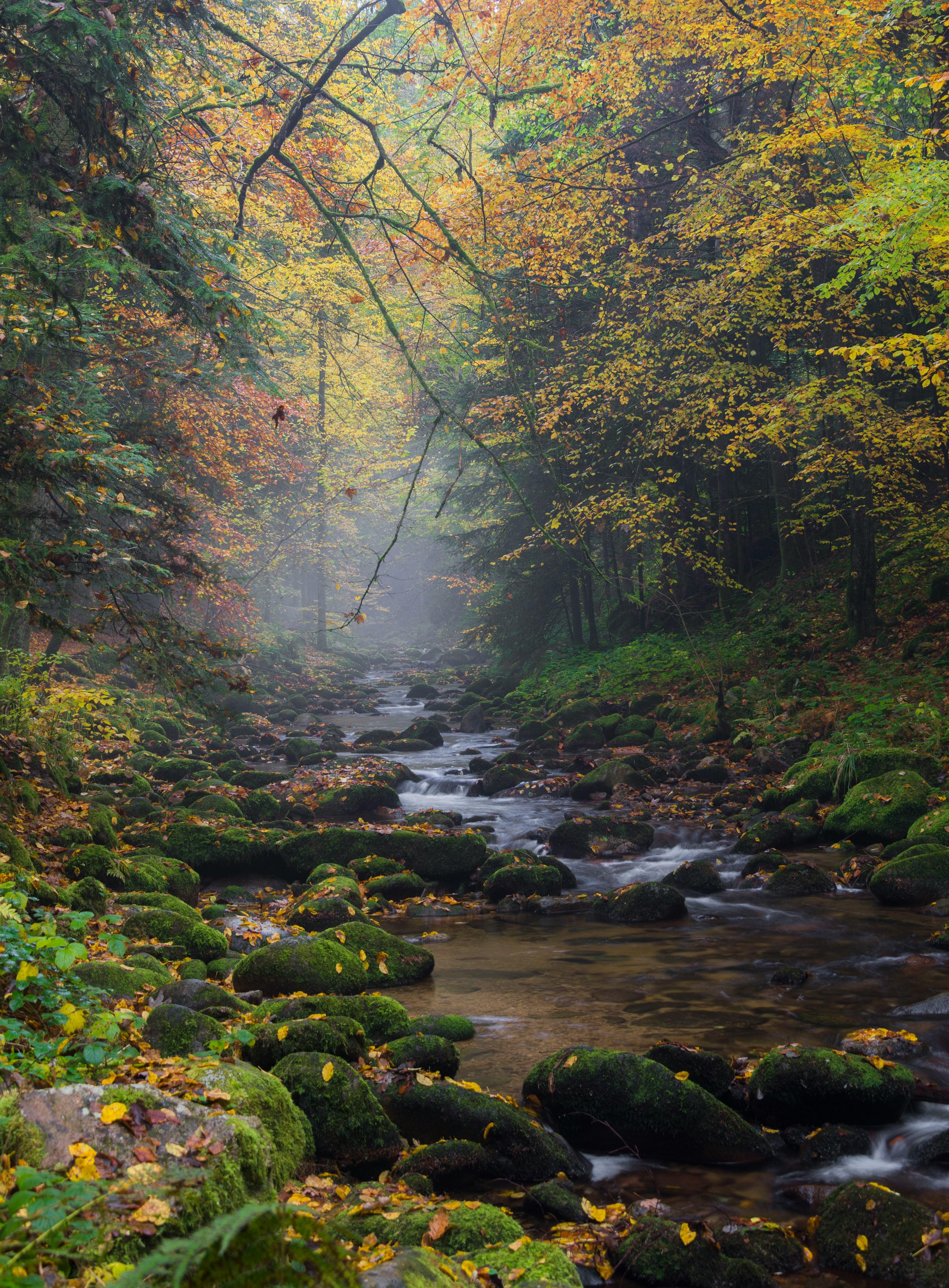 Mossy Stones in a Forest Stream · Free Stock Photo