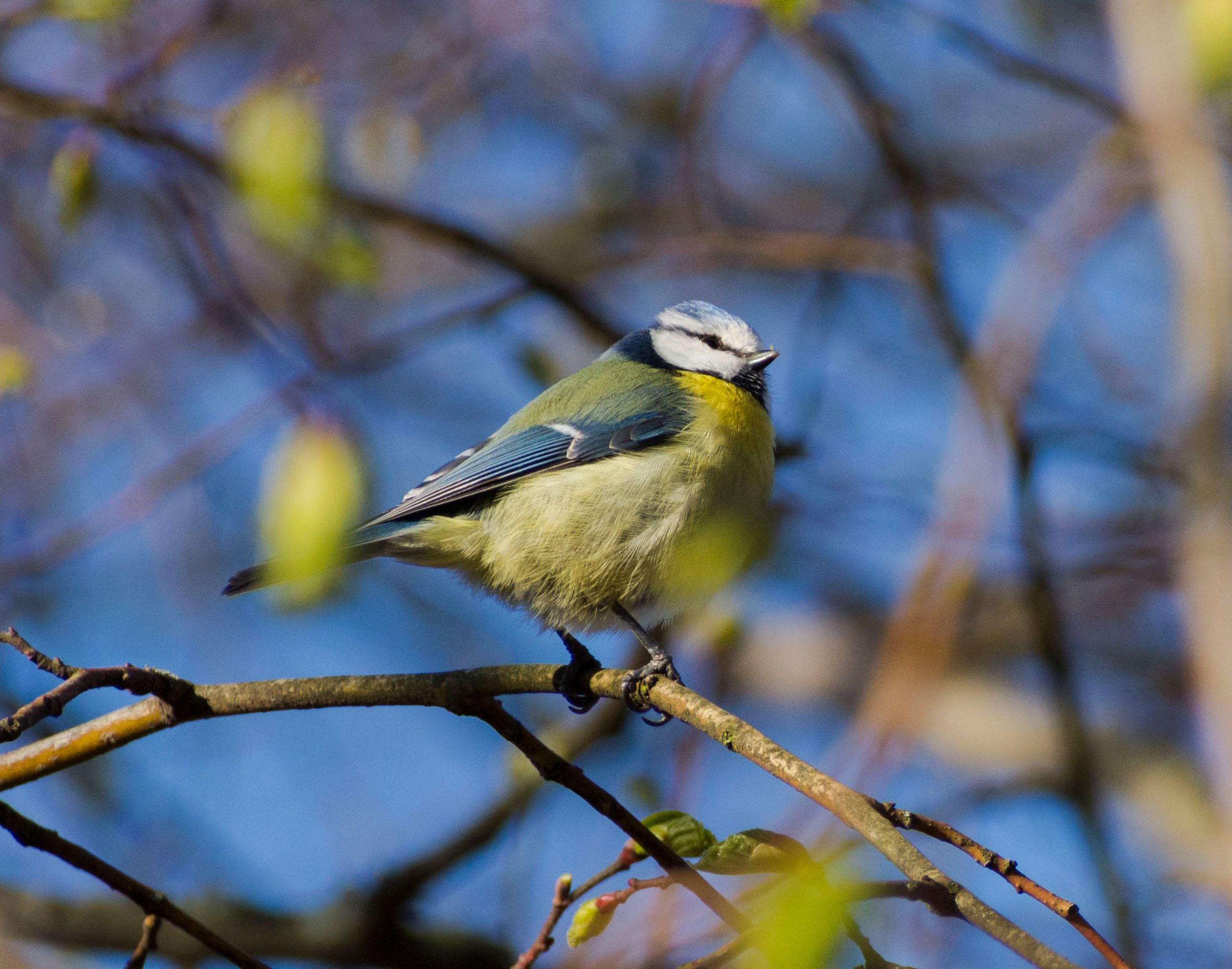 Yellow And Blue Bird Photos, Download The BEST Free Yellow And Blue ...