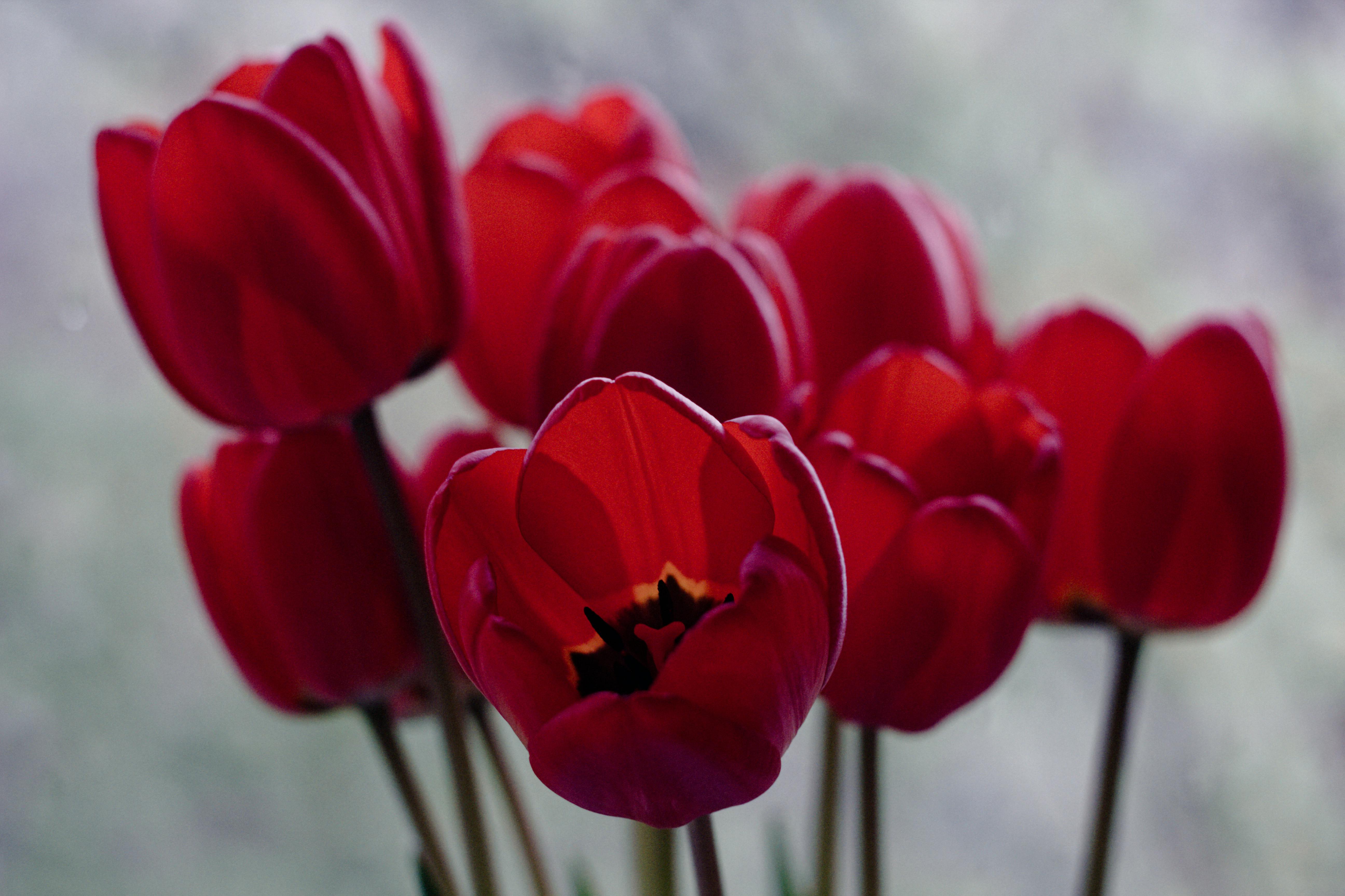 Flowers Red Photos, Download The BEST Free Flowers Red Stock Photos ...