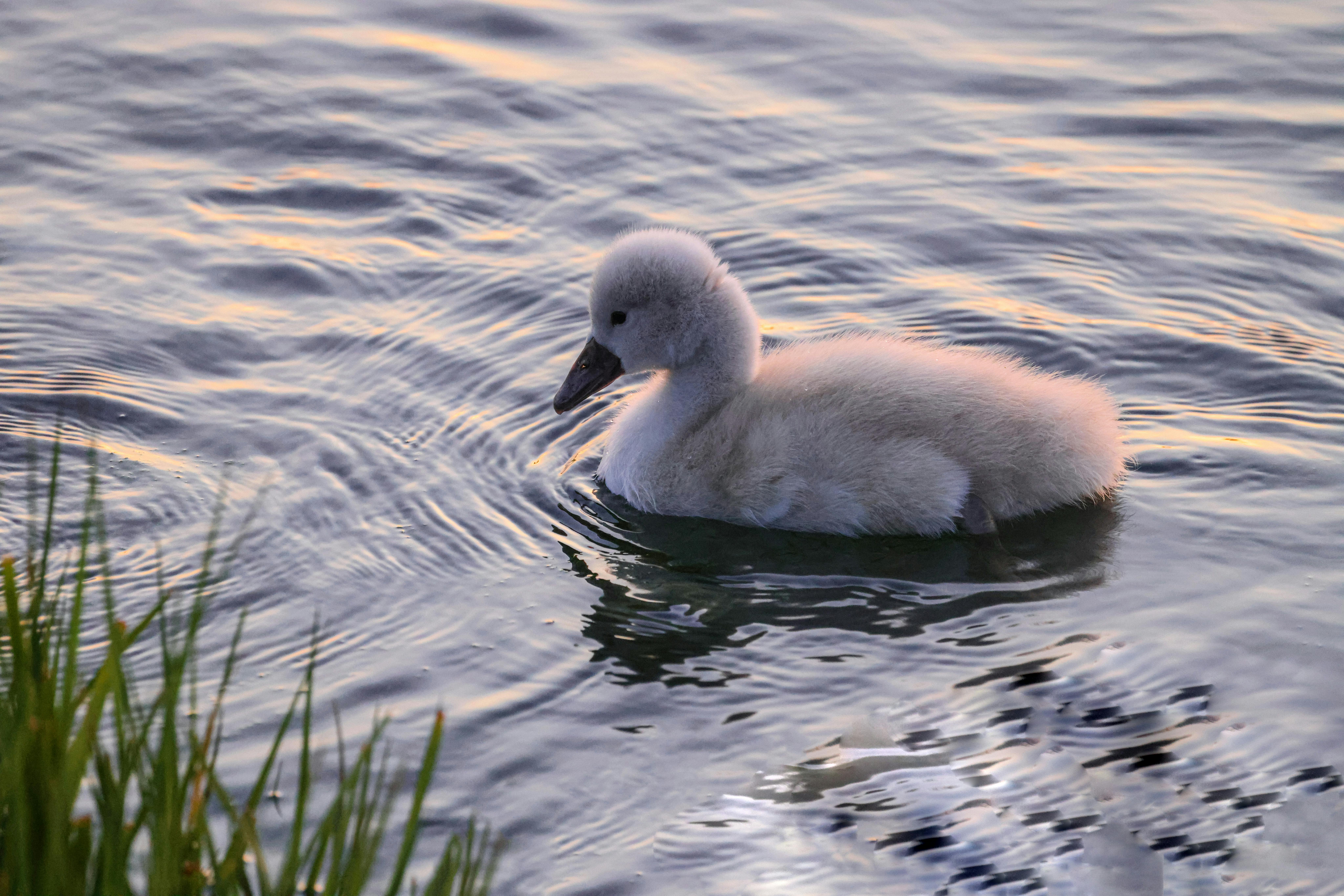 Cygnet on Lakeshore · Free Stock Photo