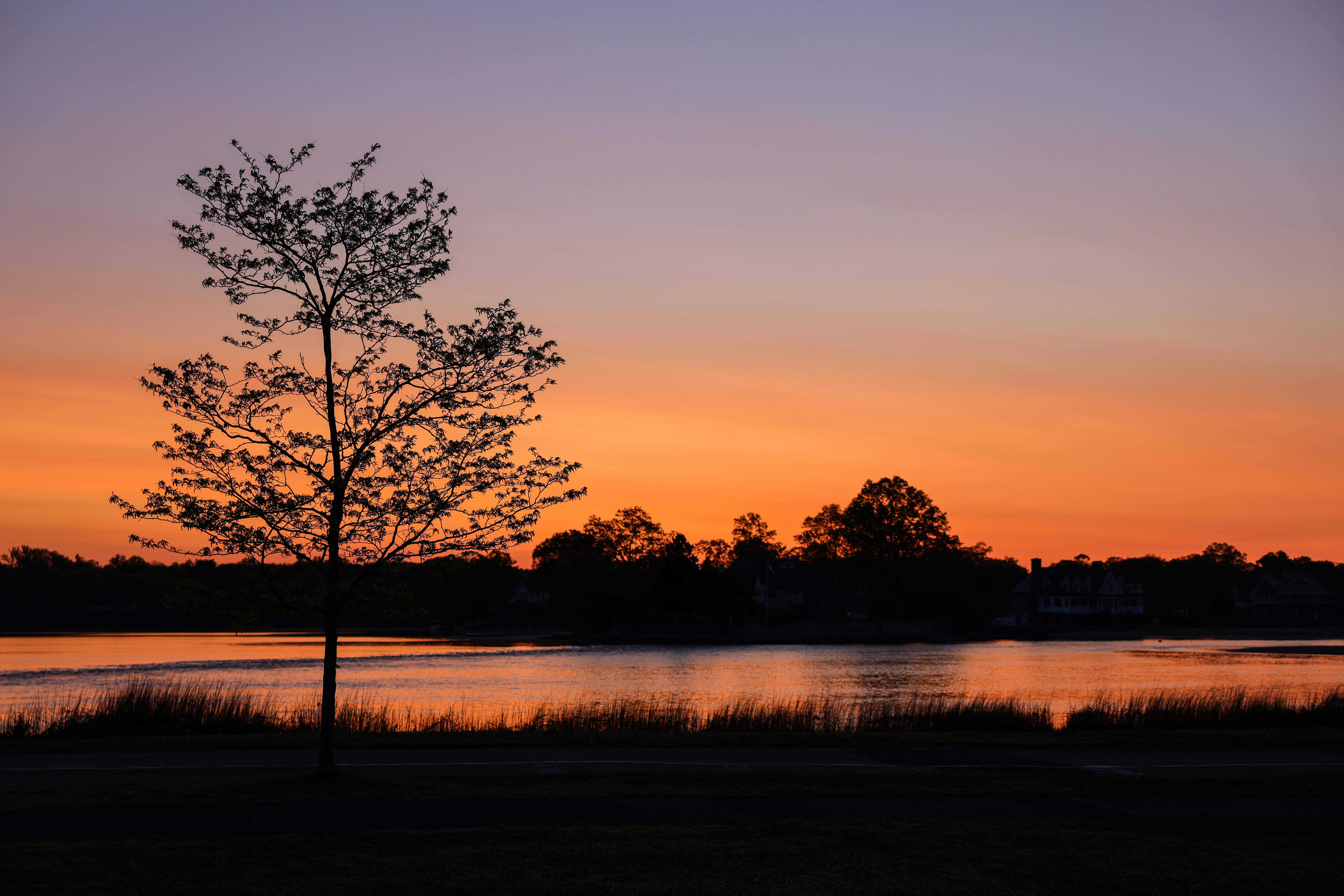 Single Tree by River at Sunset · Free Stock Photo