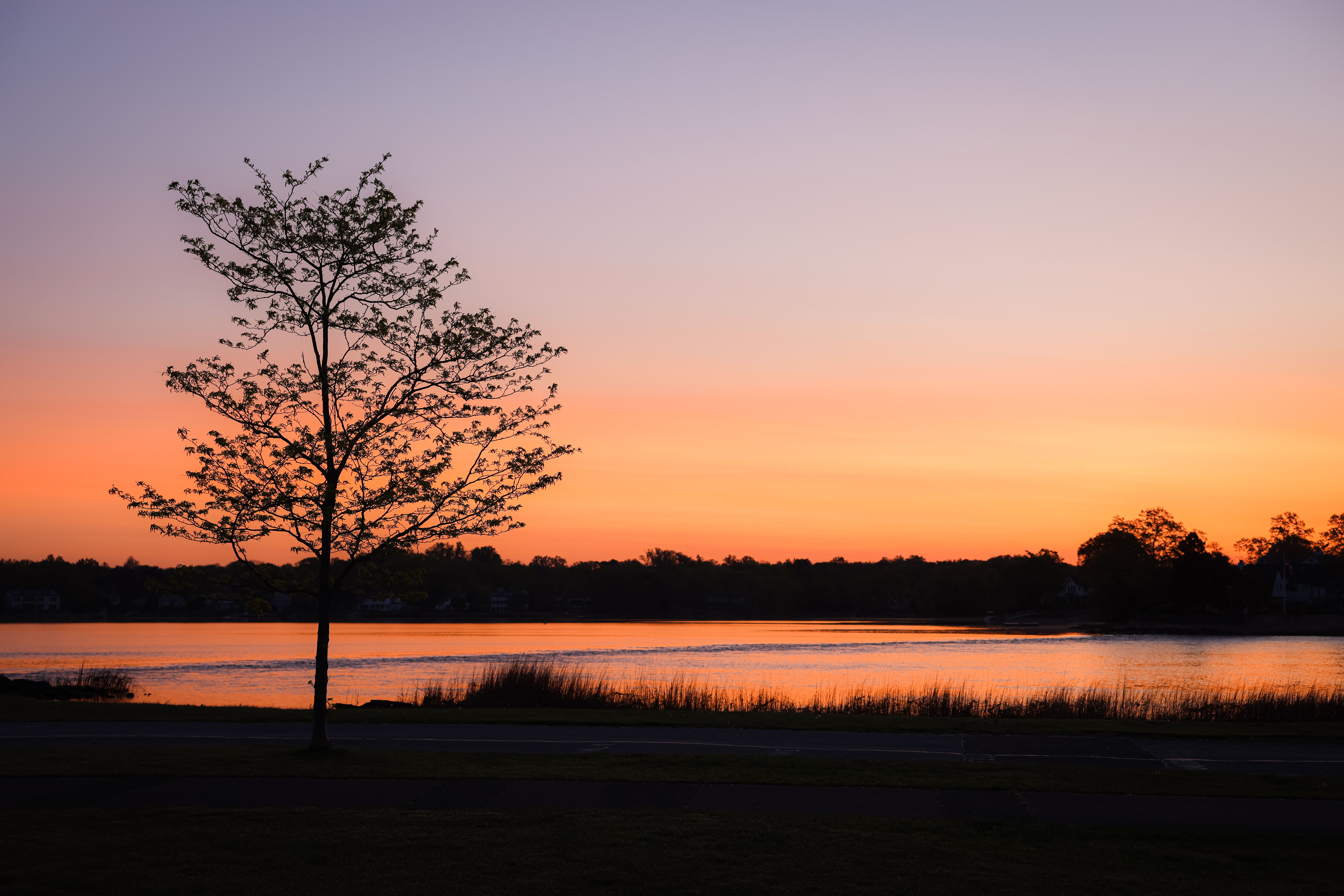 Single Tree by Lake at Sunset · Free Stock Photo
