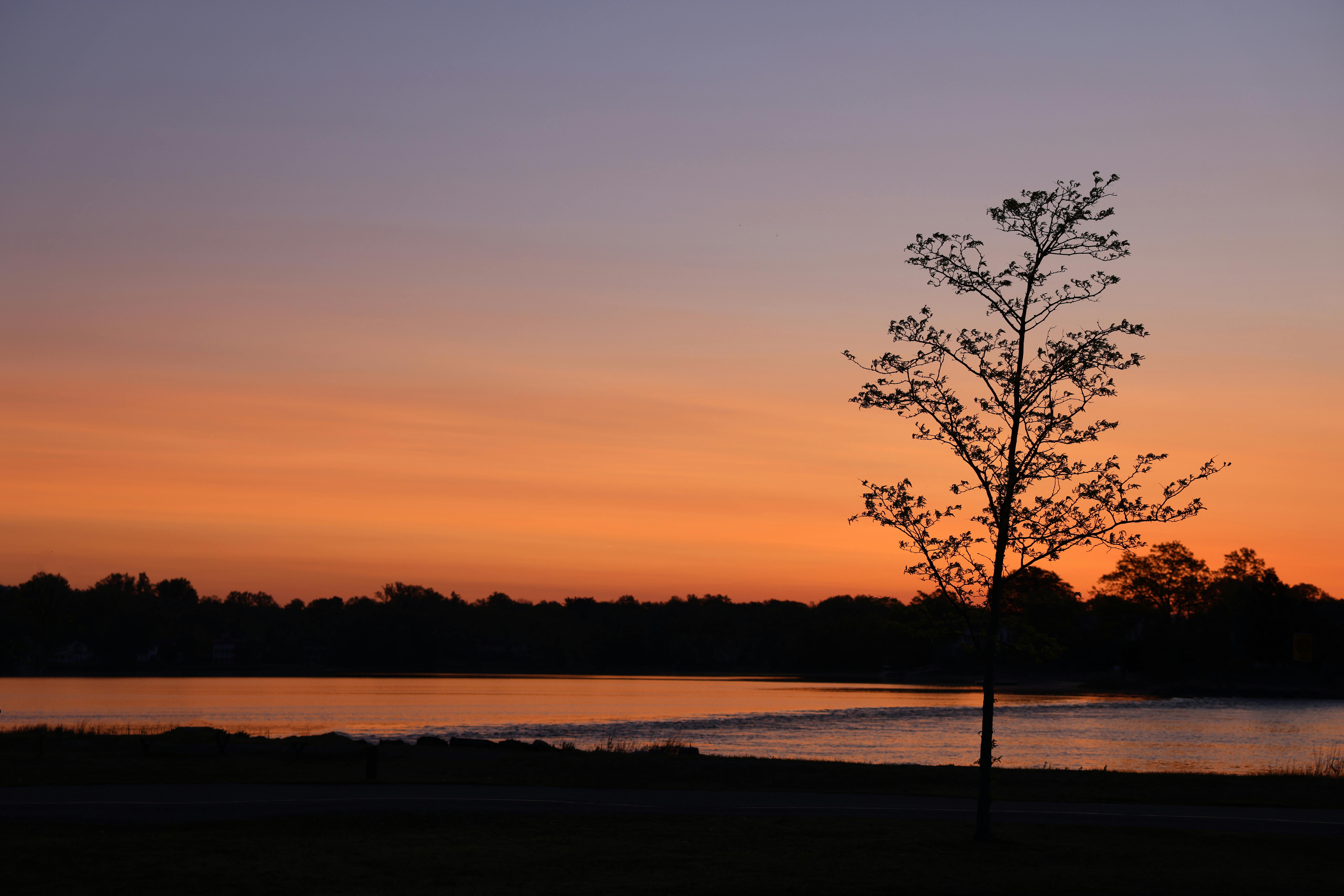 Single Tree by River at Sunset · Free Stock Photo