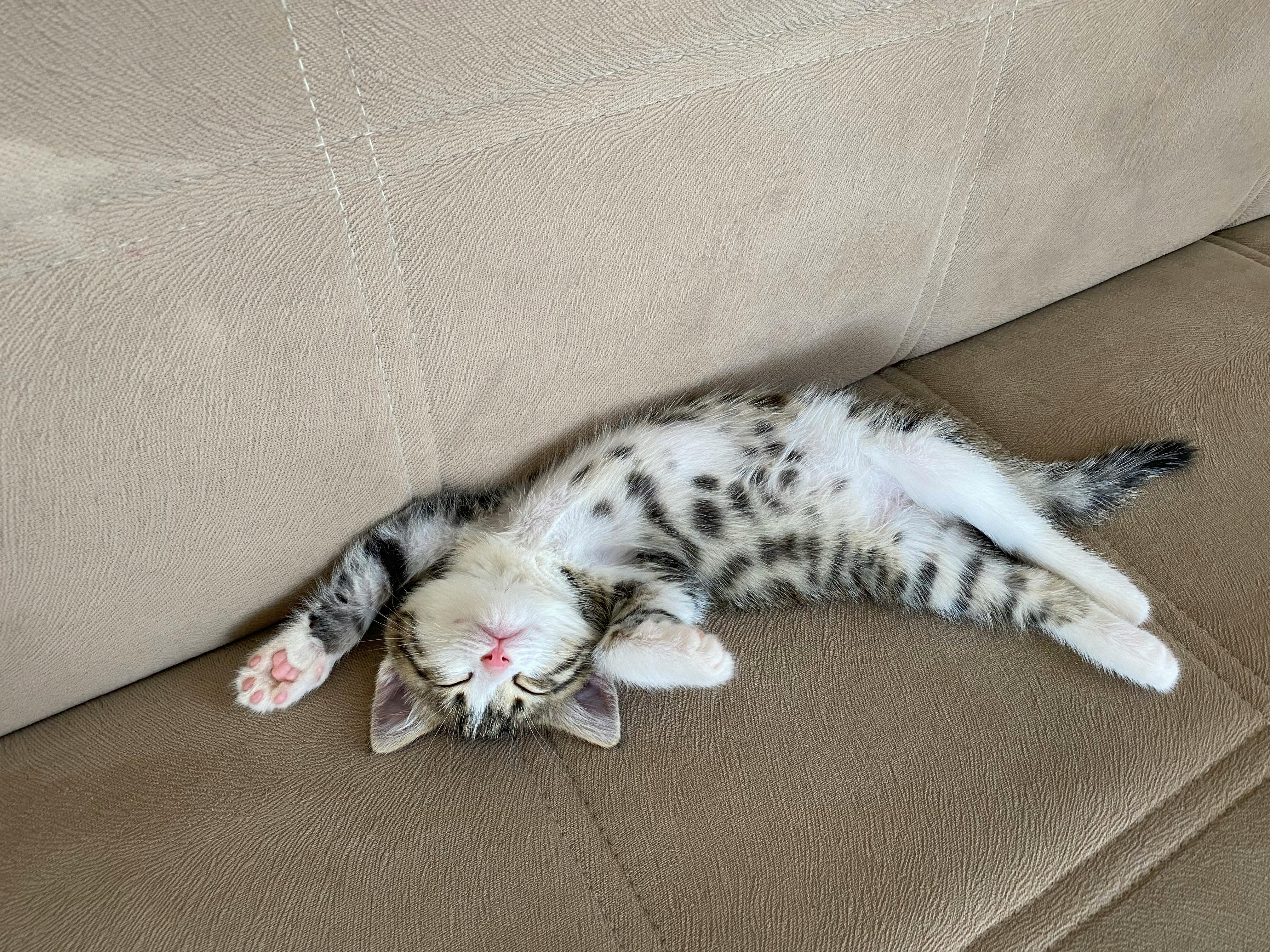 Kitten Stretch Photos, Download The BEST Free Kitten Stretch Stock ...