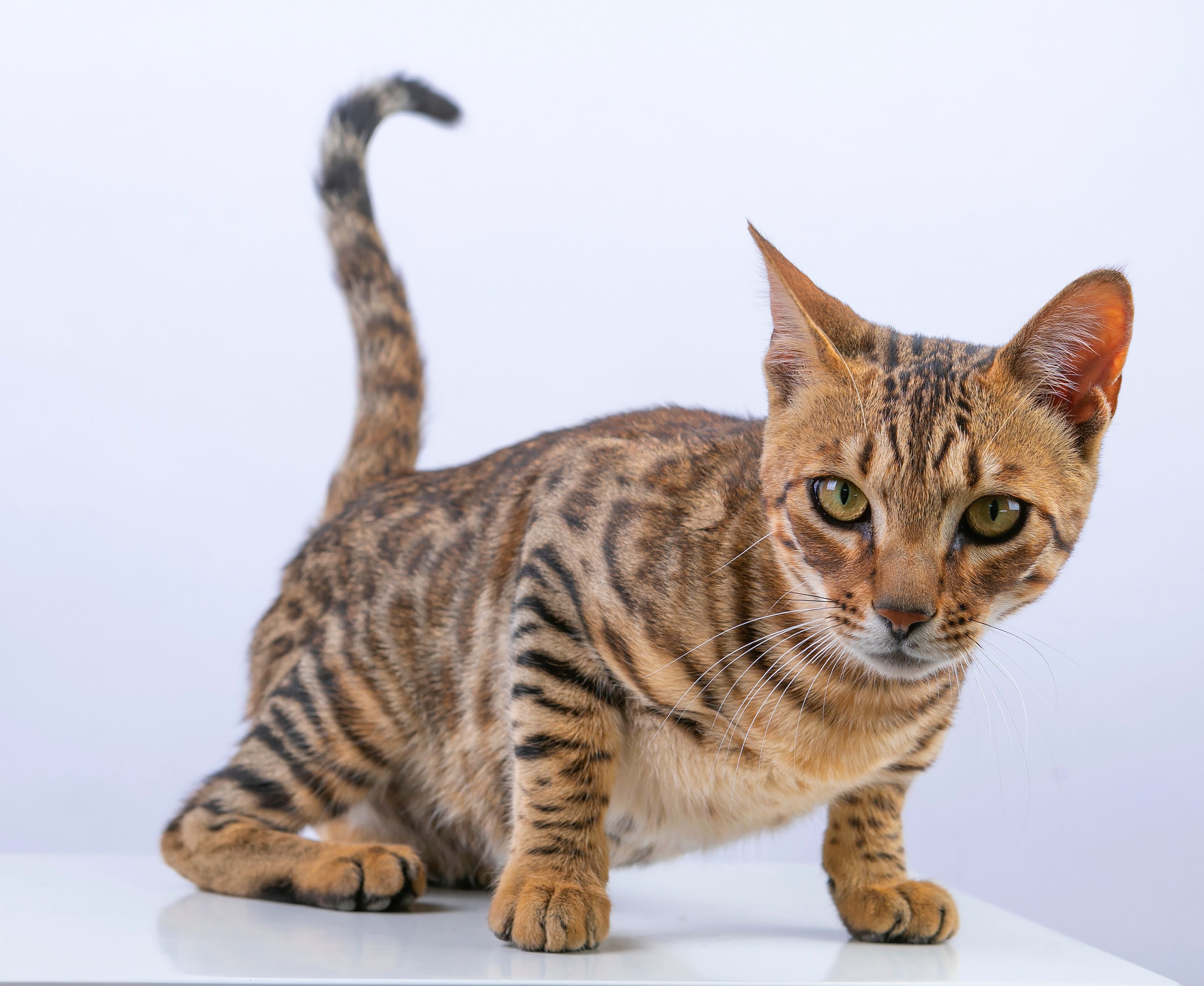 Close-up of a Bengal Cat · Free Stock Photo