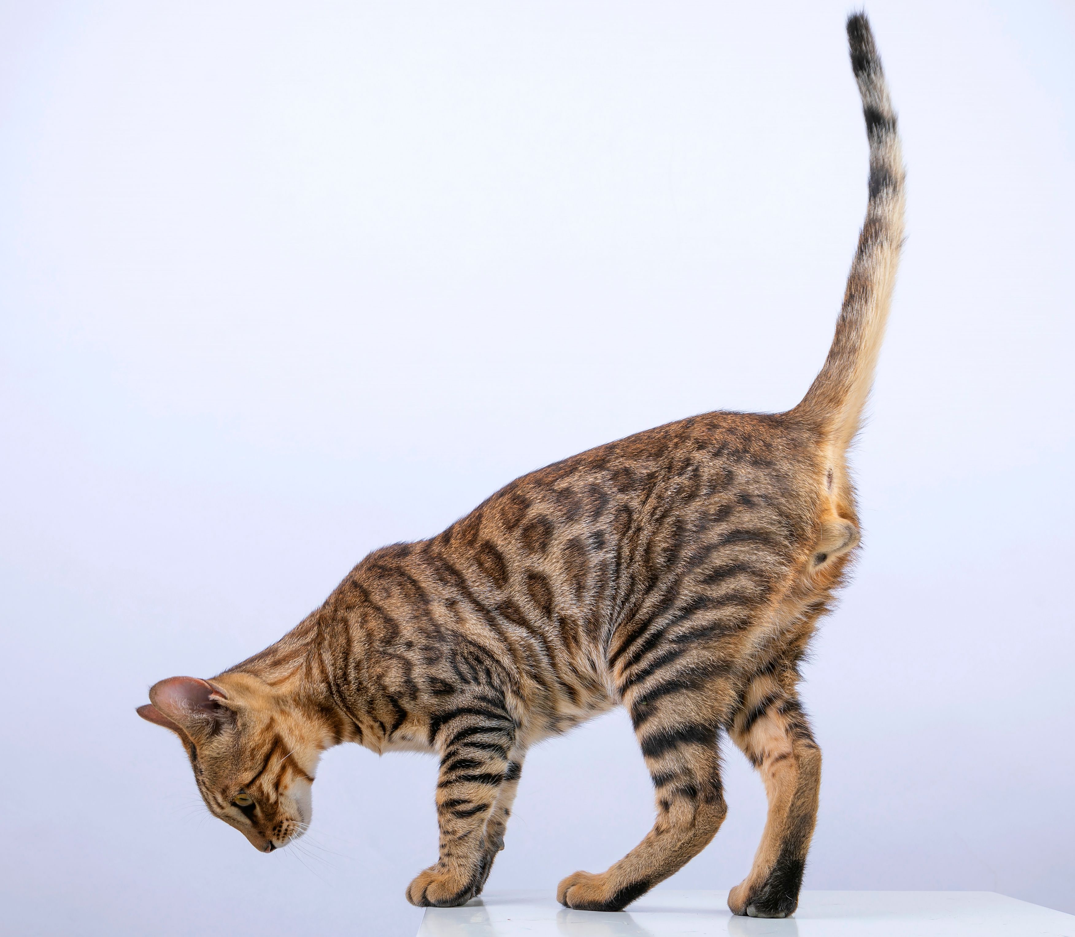 Close-up of a Bengal Cat · Free Stock Photo