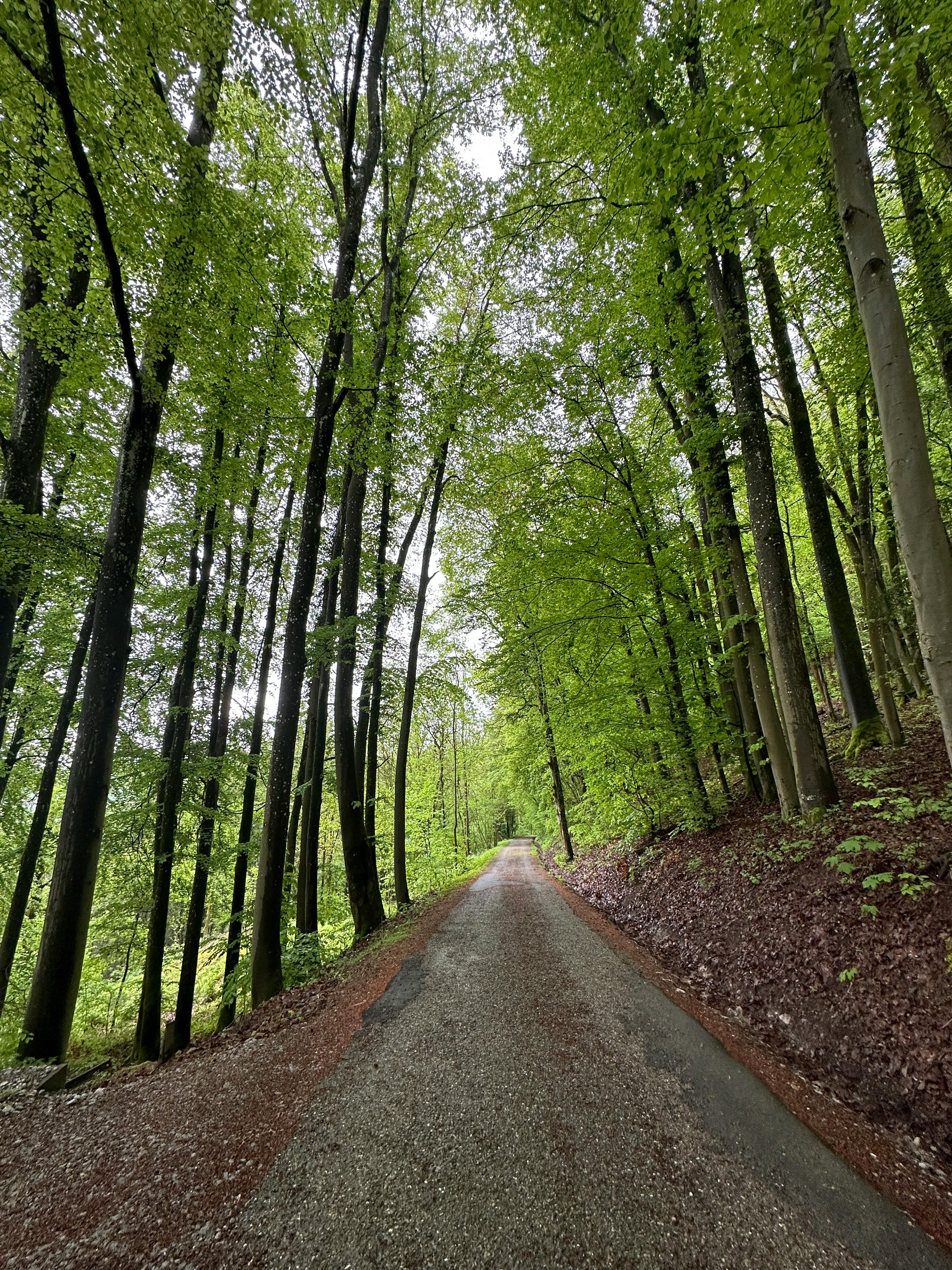 Trees around Road in Forest · Free Stock Photo