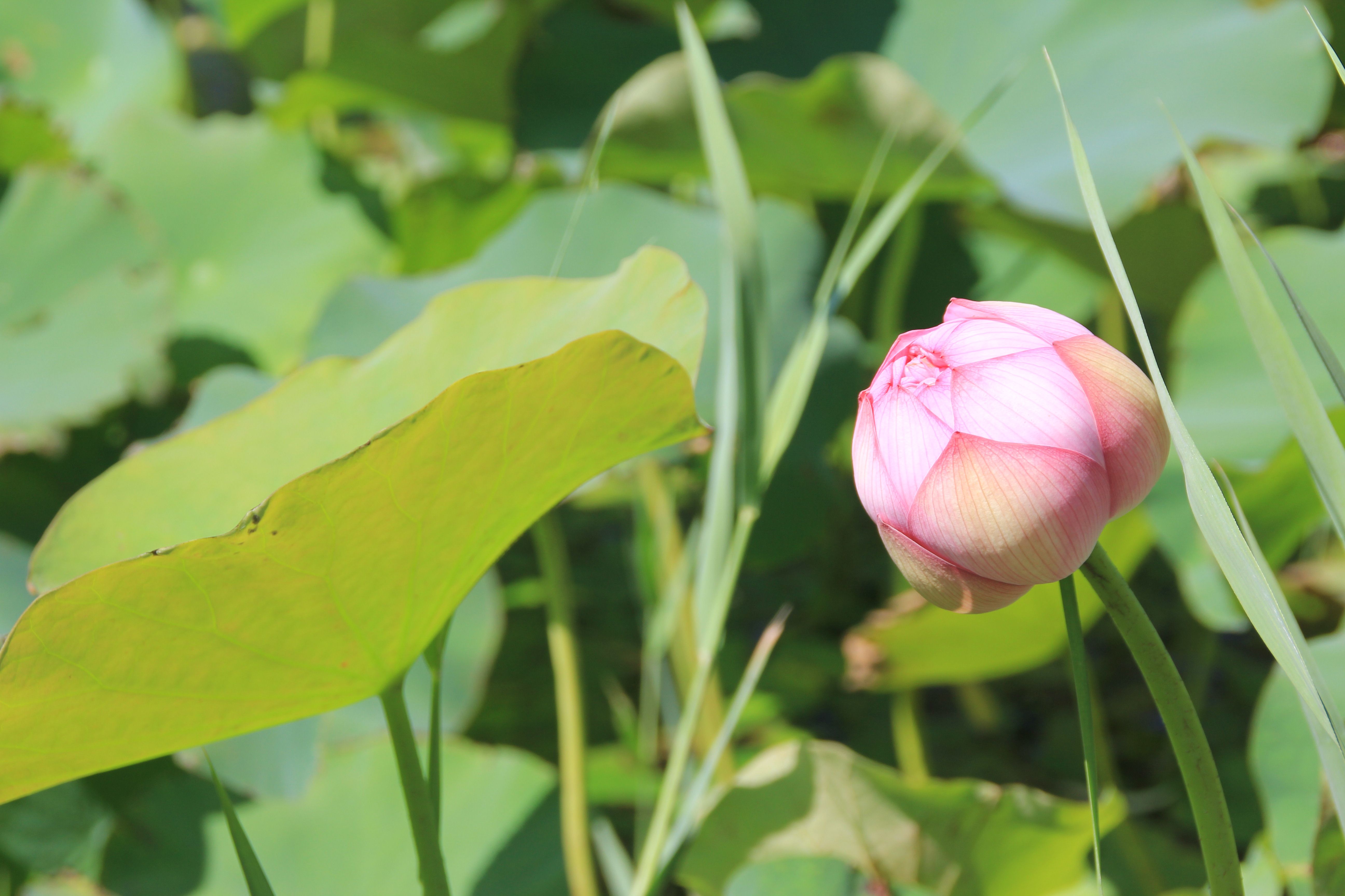 Close up of Flower and Leaves · Free Stock Photo