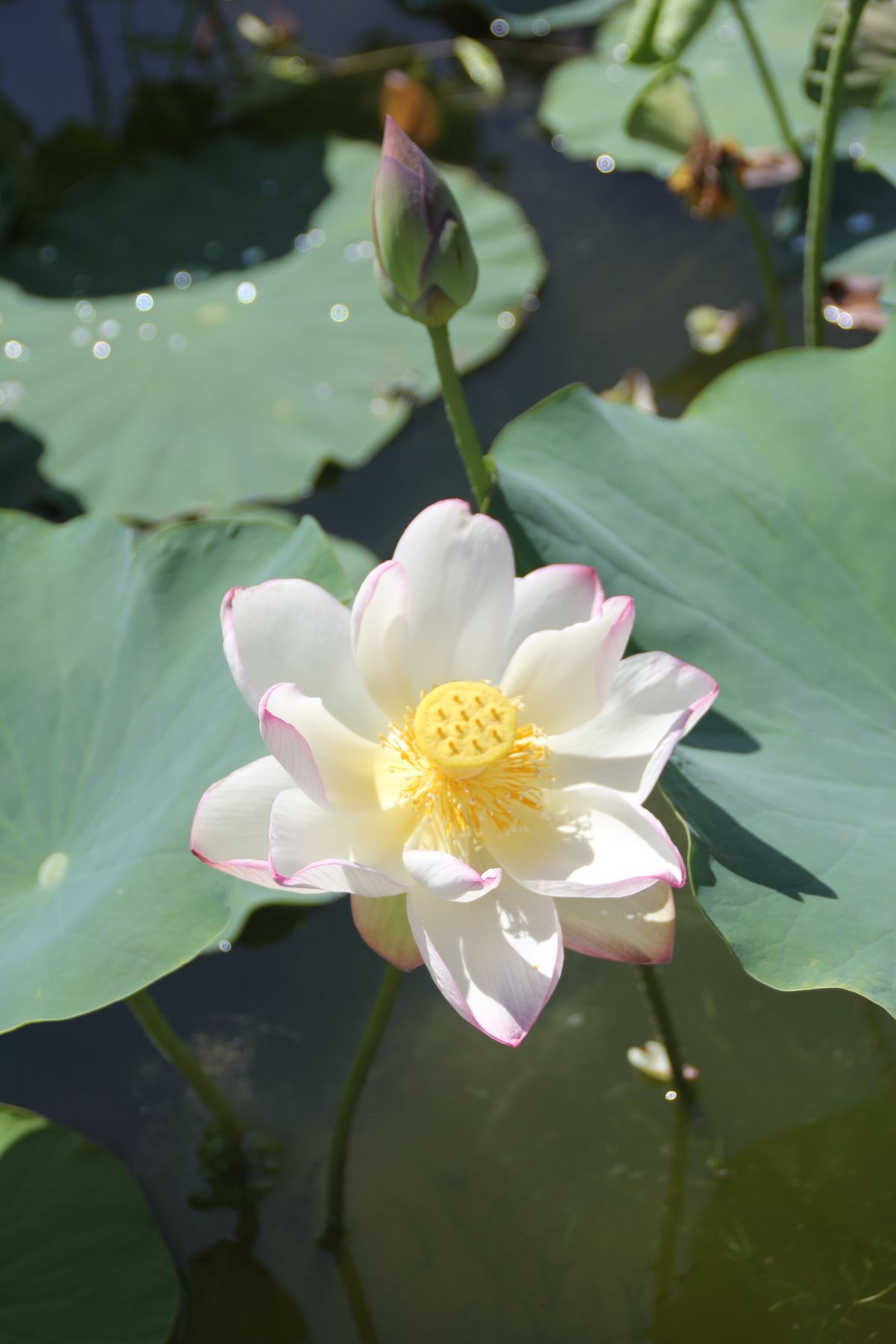 Loto Photos, Download The BEST Free Loto Stock Photos & HD Images