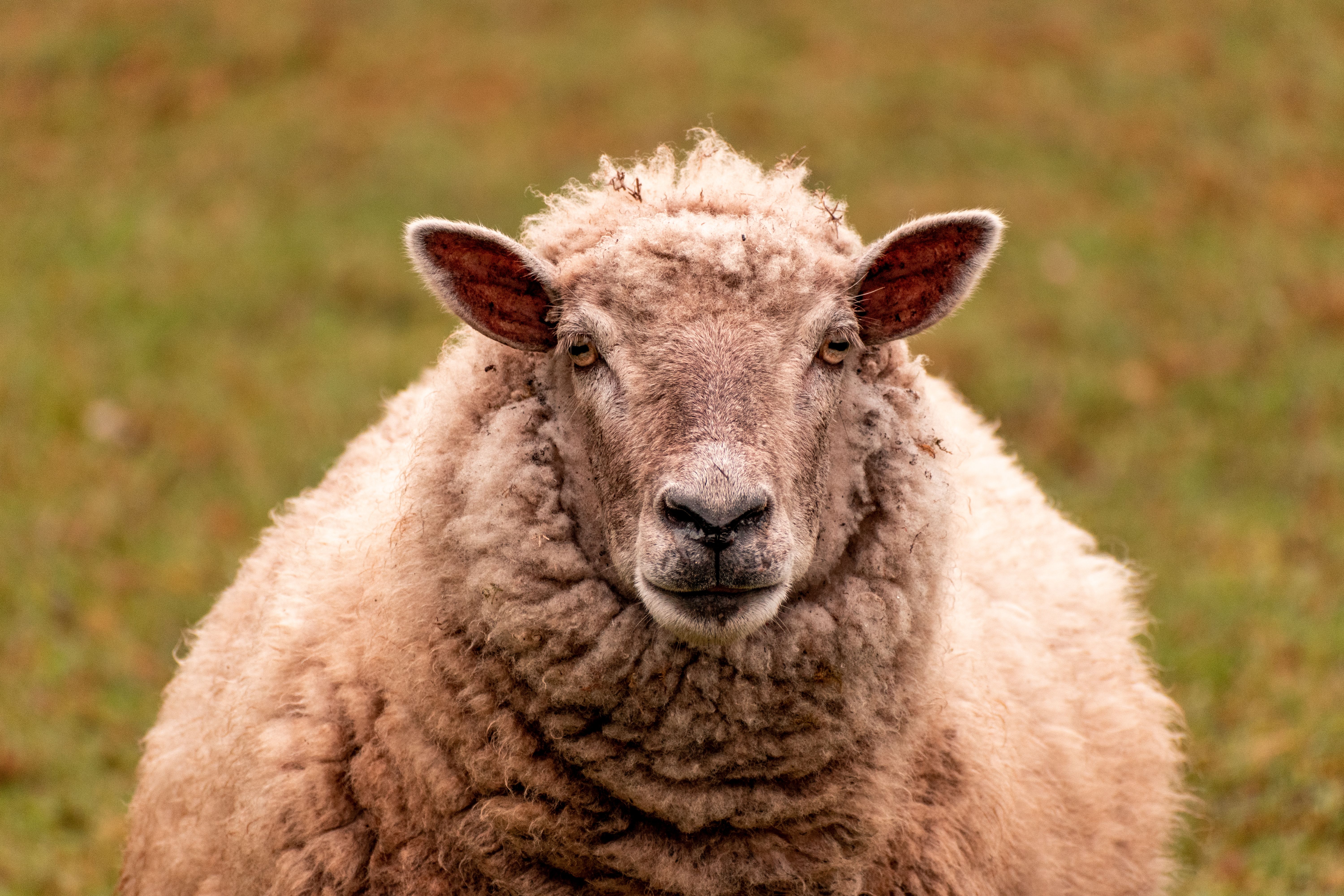 Racka Sheep in Close Up View · Free Stock Photo