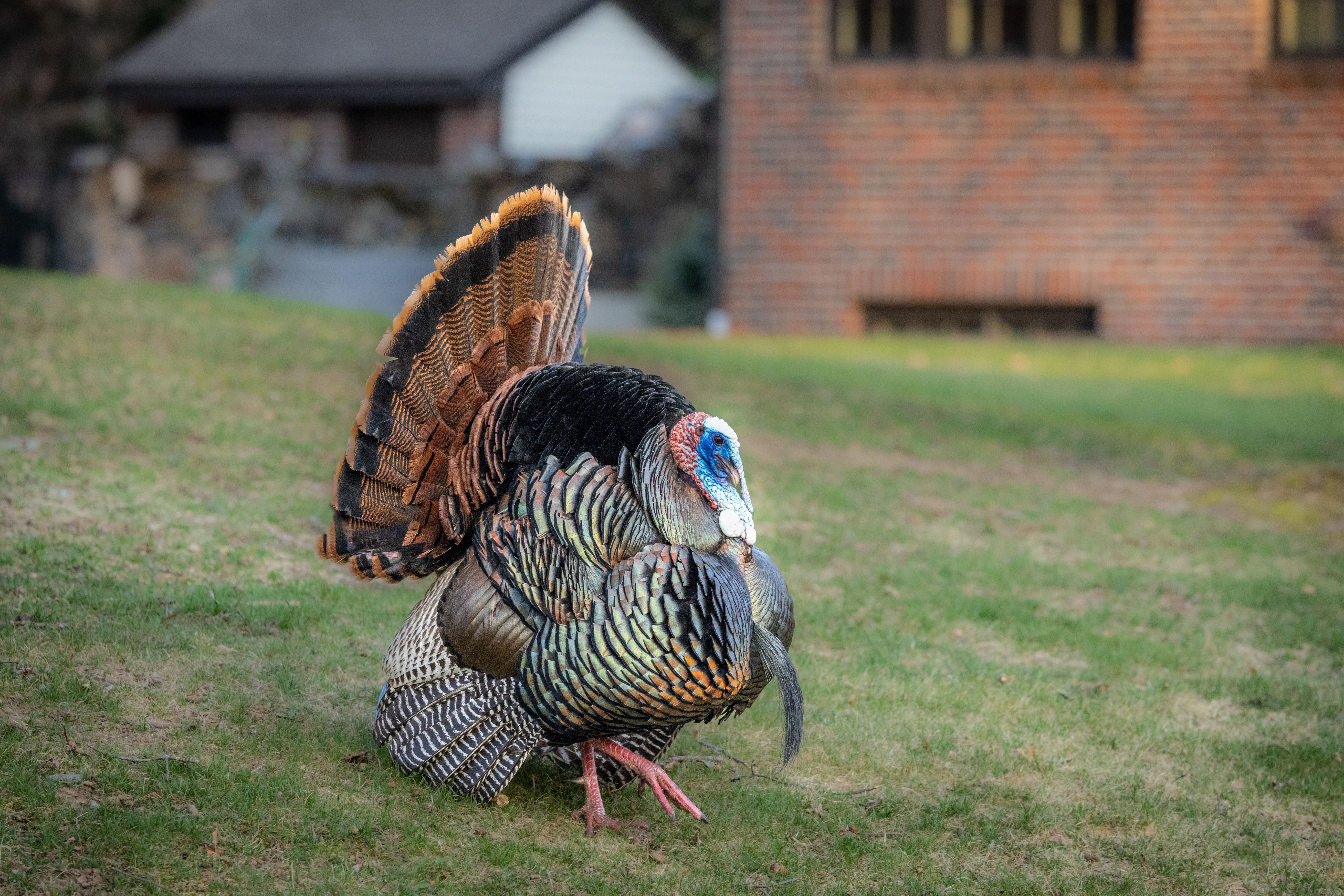 Turkey on a Farm · Free Stock Photo