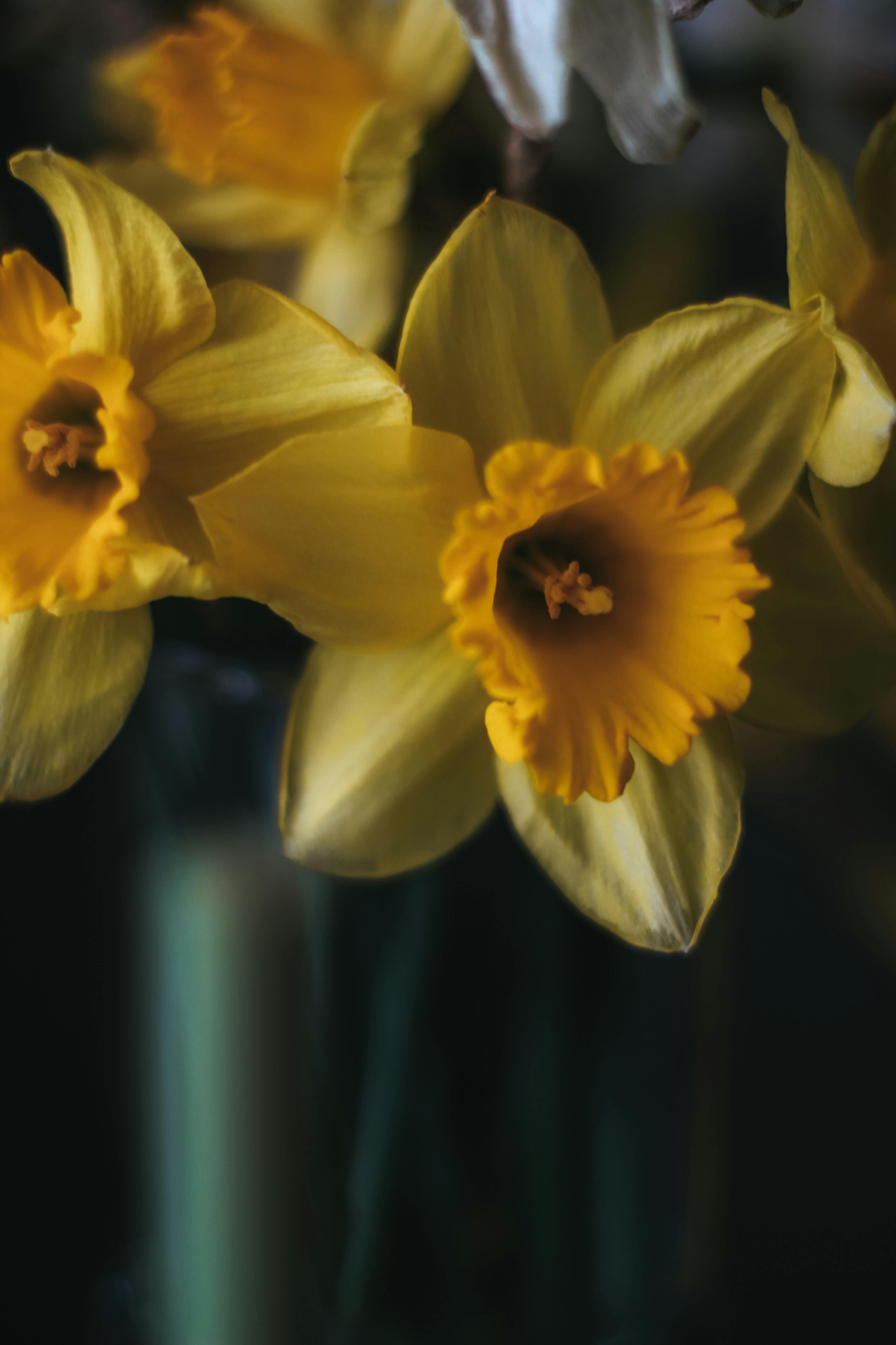 Selective Focus Photography of Yellow Daffodil Flower · Free Stock Photo
