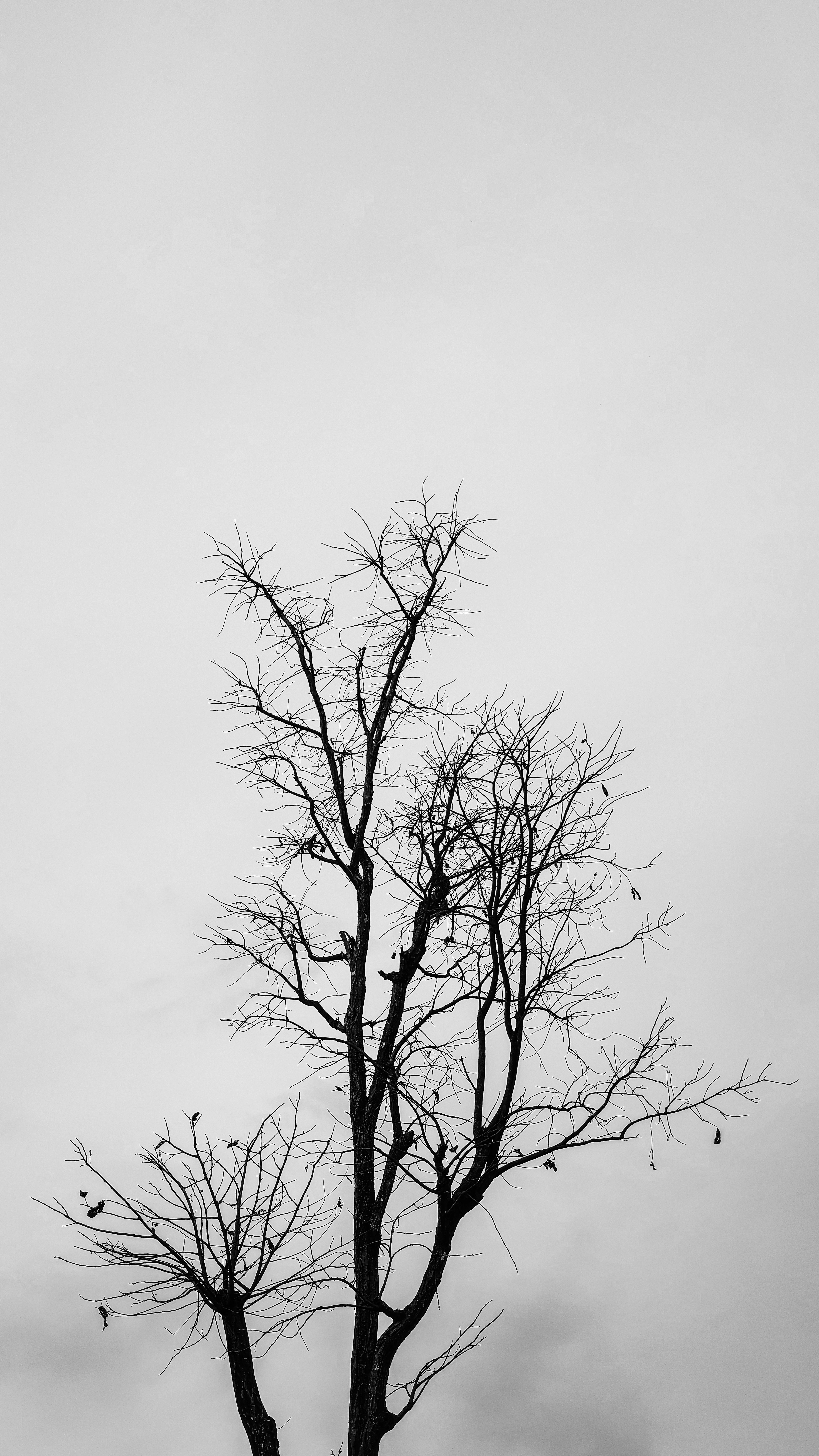 Tree with Barren Branches · Free Stock Photo