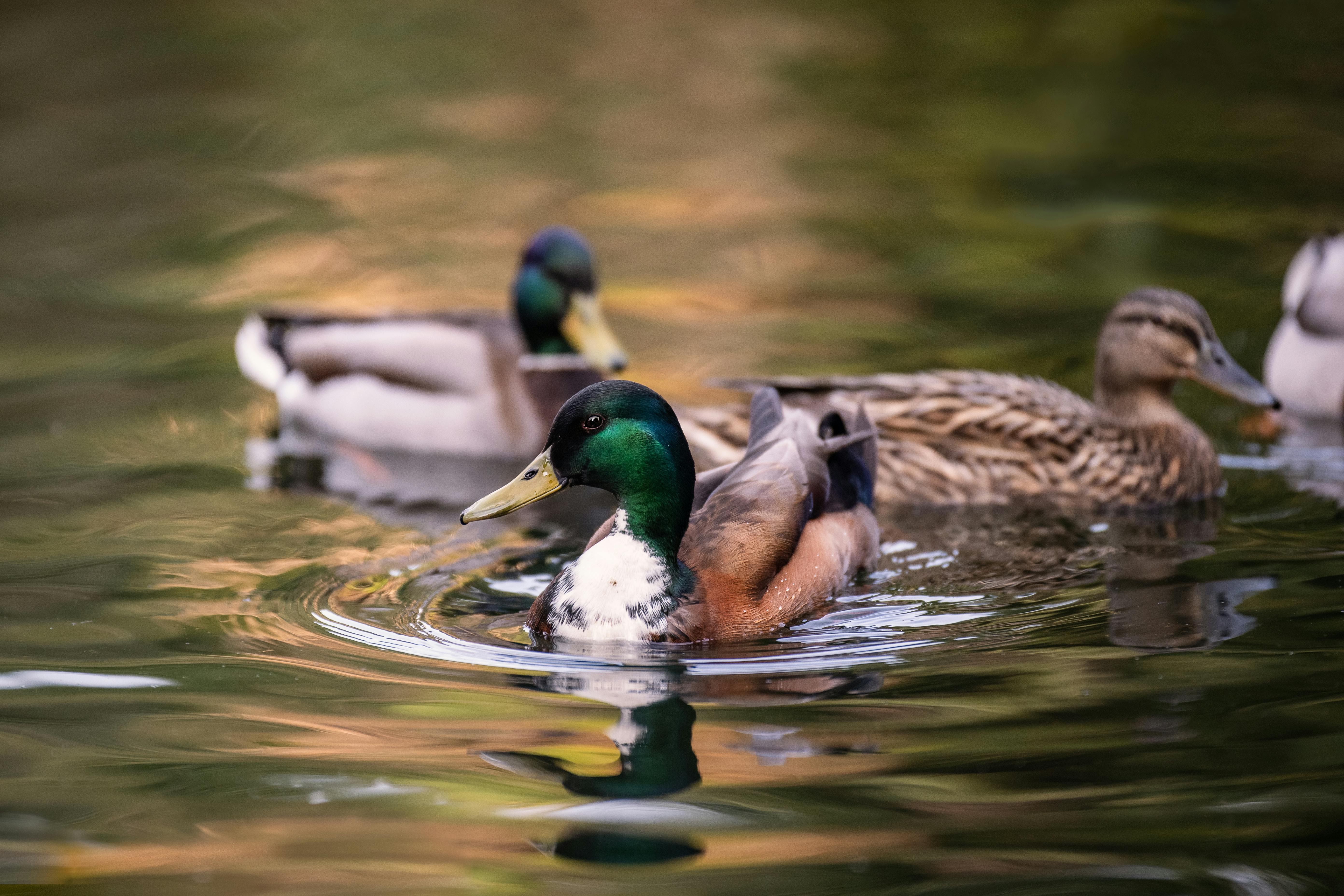 Mallard Ducks Swimming in Winter Pond · Free Stock Photo