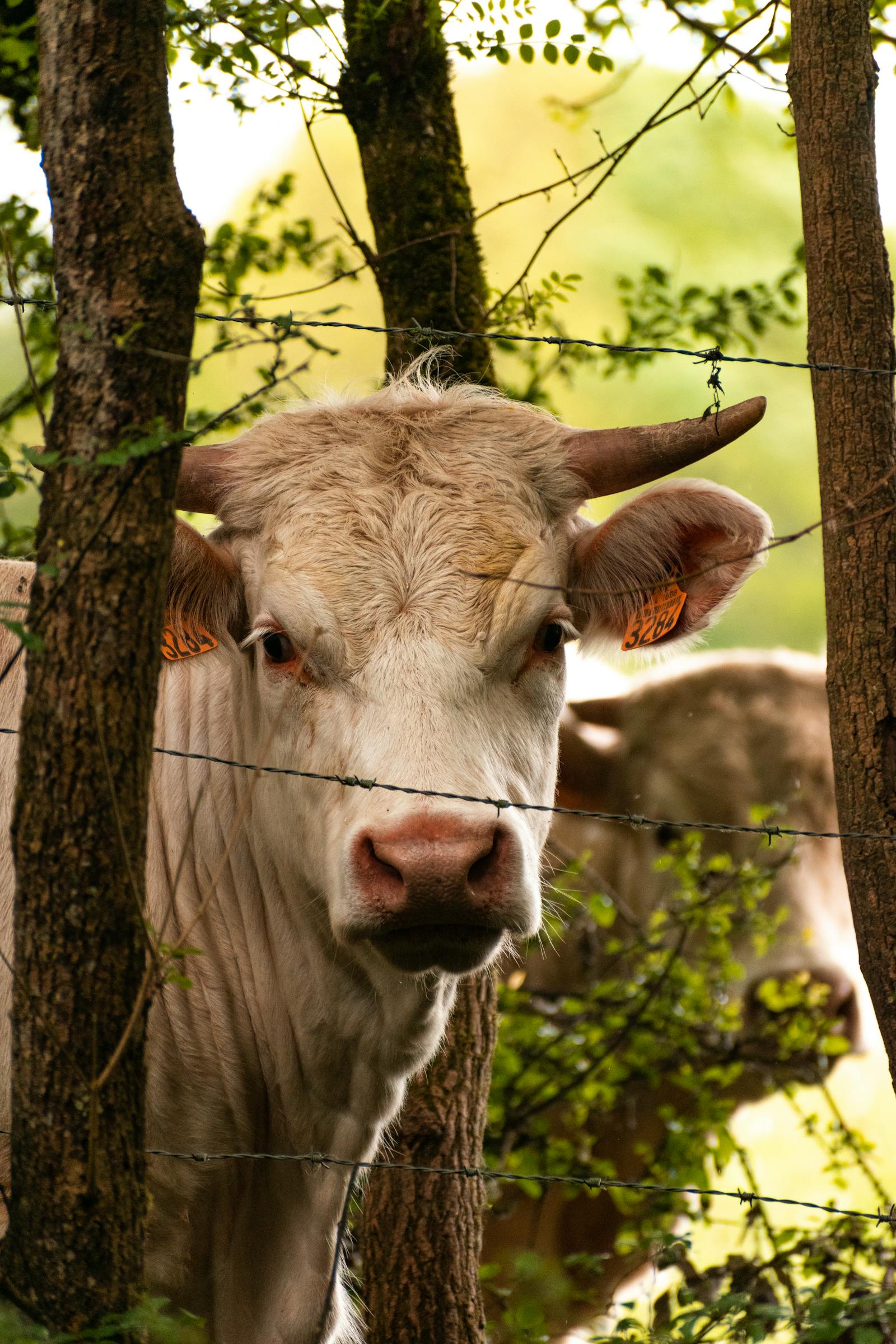 Cow Head Photos, Download The BEST Free Cow Head Stock Photos & HD Images