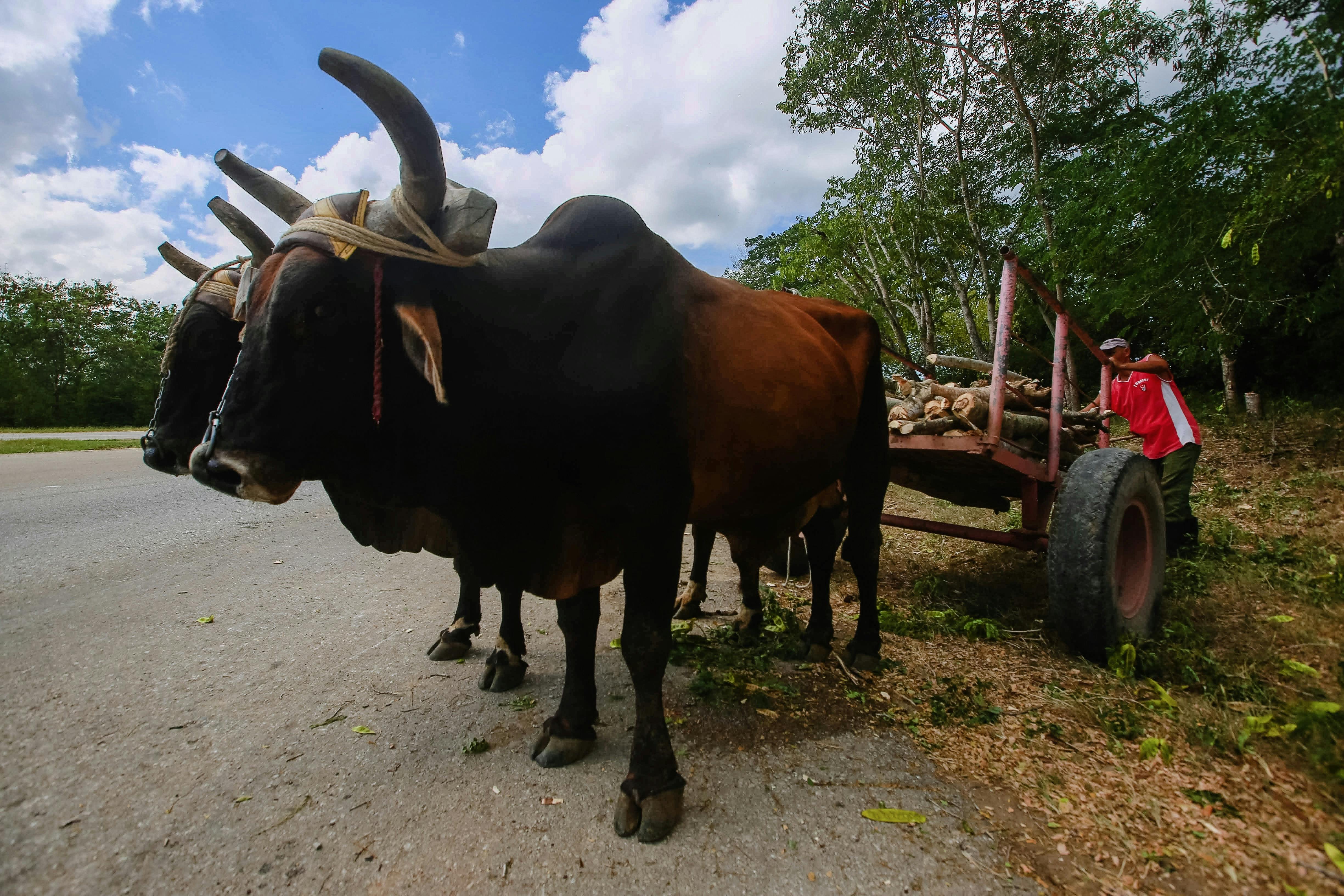Ox Driver Photos, Download The BEST Free Ox Driver Stock Photos & HD Images