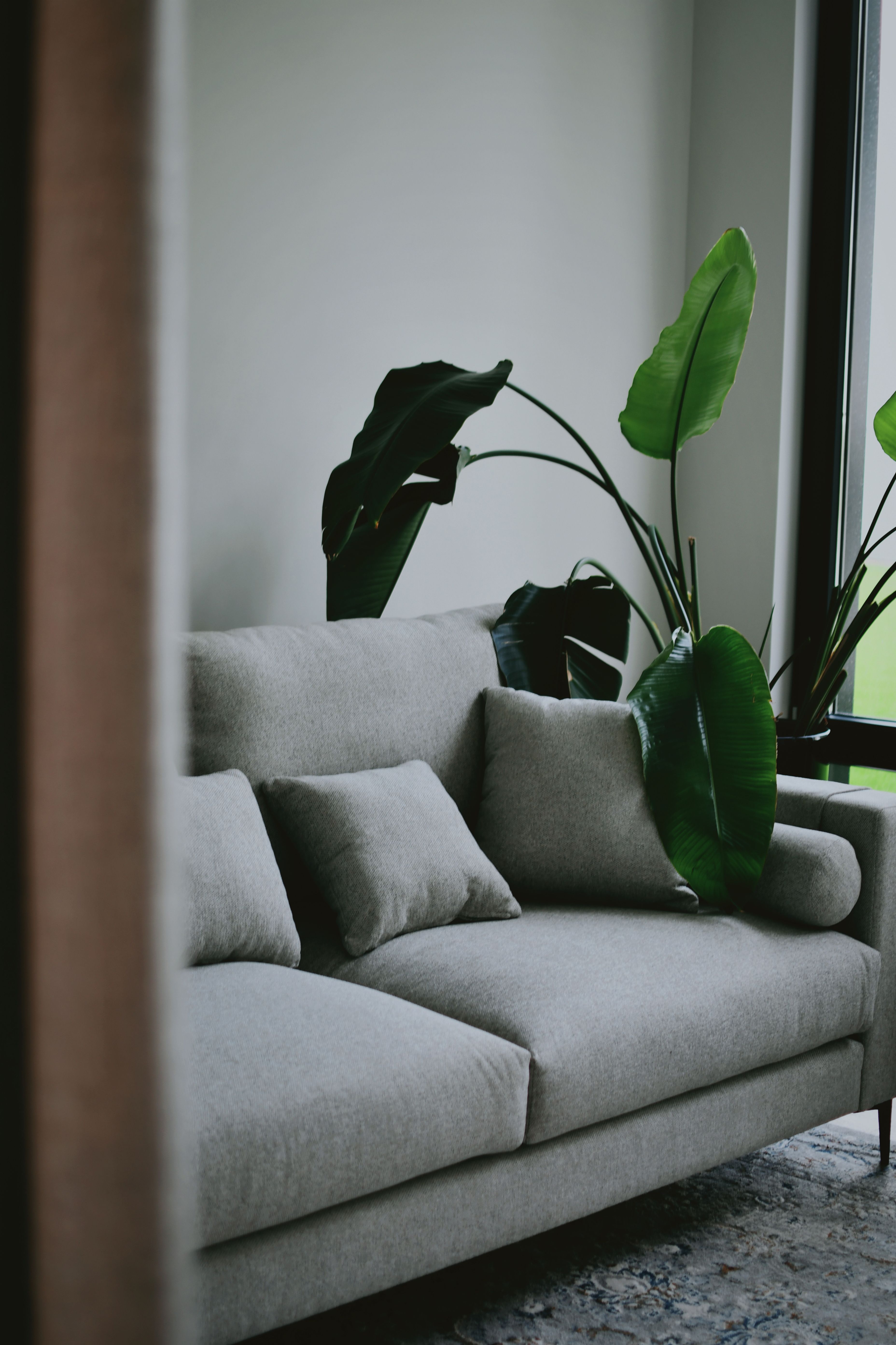 Plant near Couch · Free Stock Photo