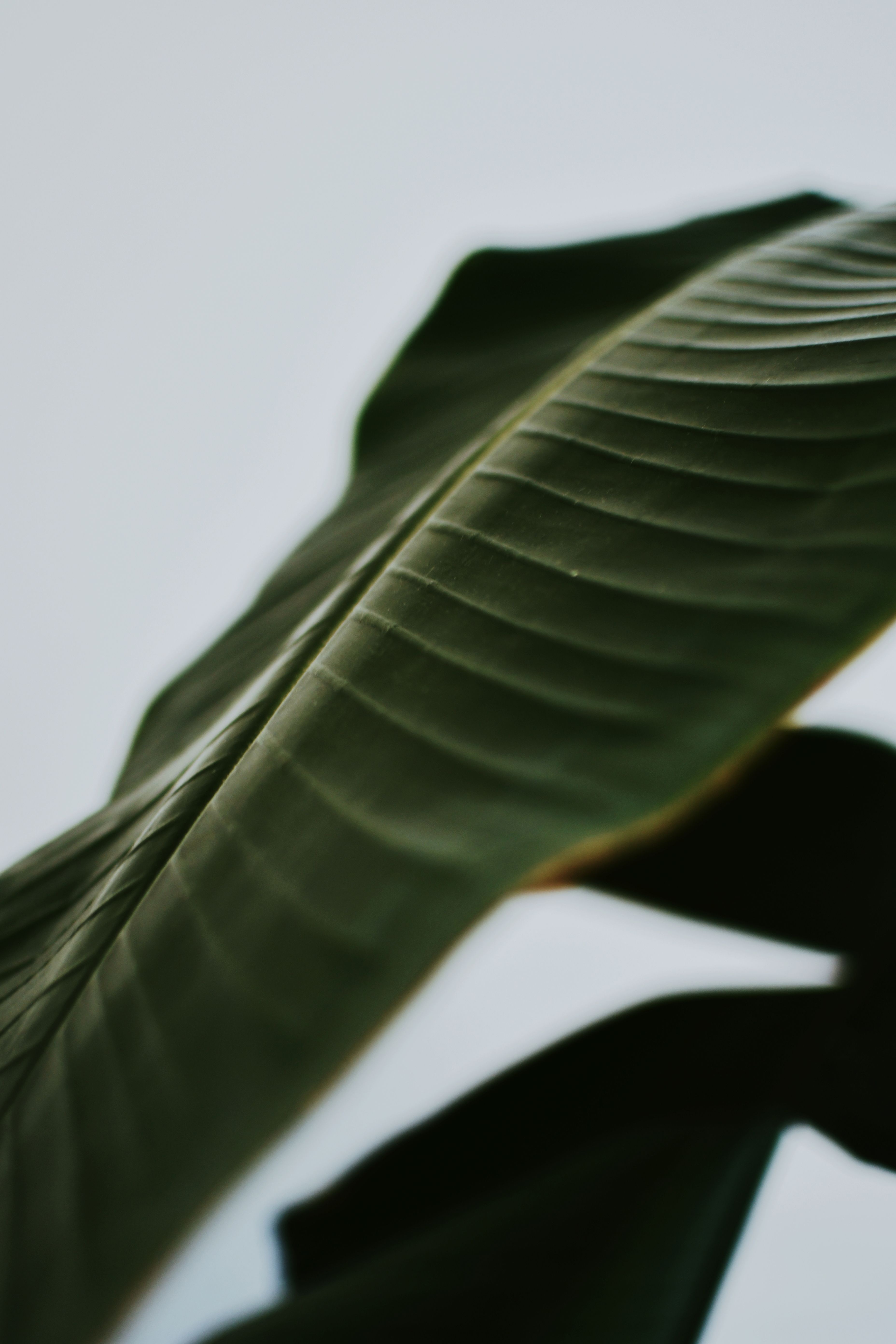 Green Leaf in Close Up Photography · Free Stock Photo