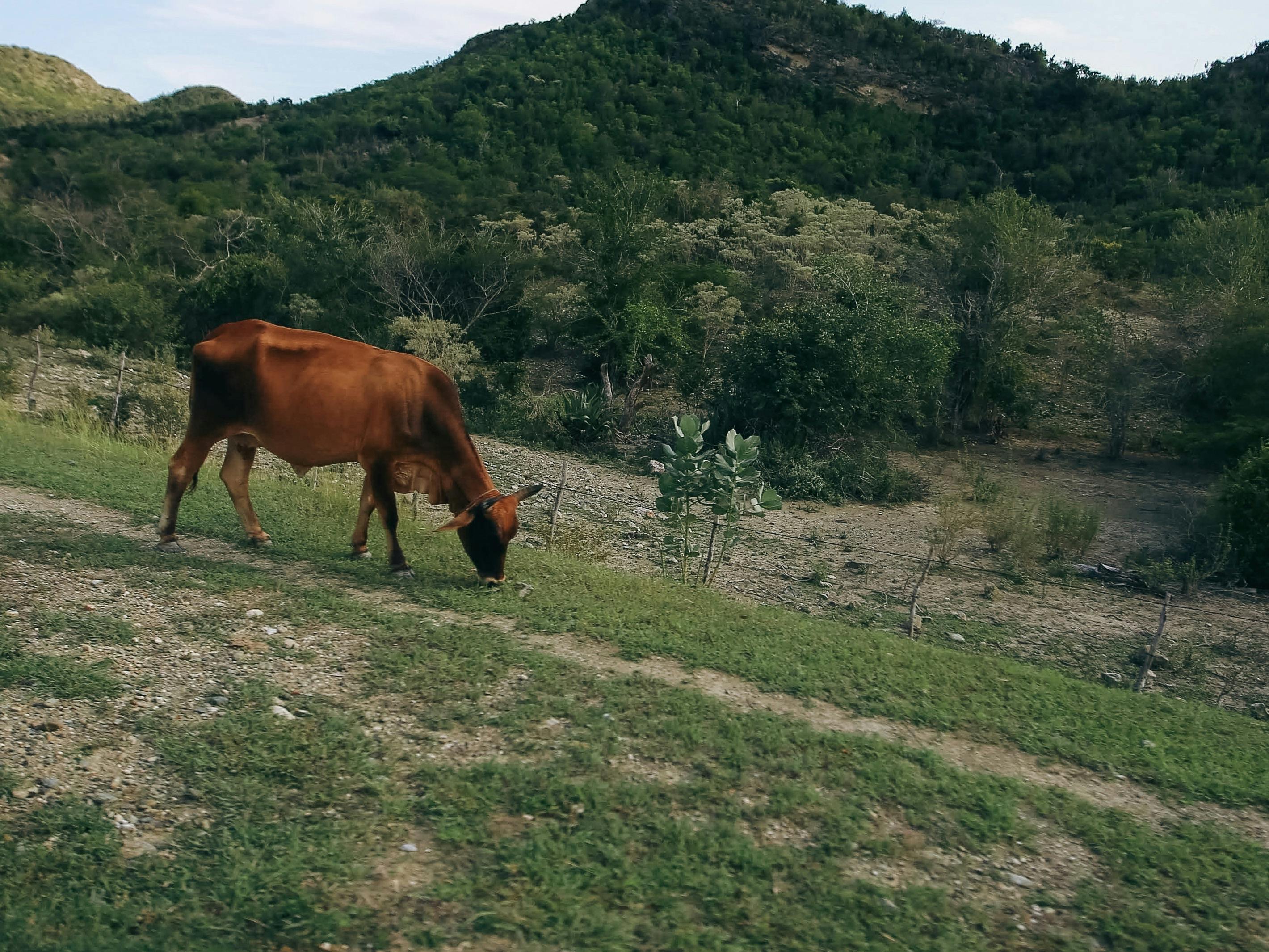 Indian Desi Cow Photos, Download The BEST Free Indian Desi Cow Stock ...