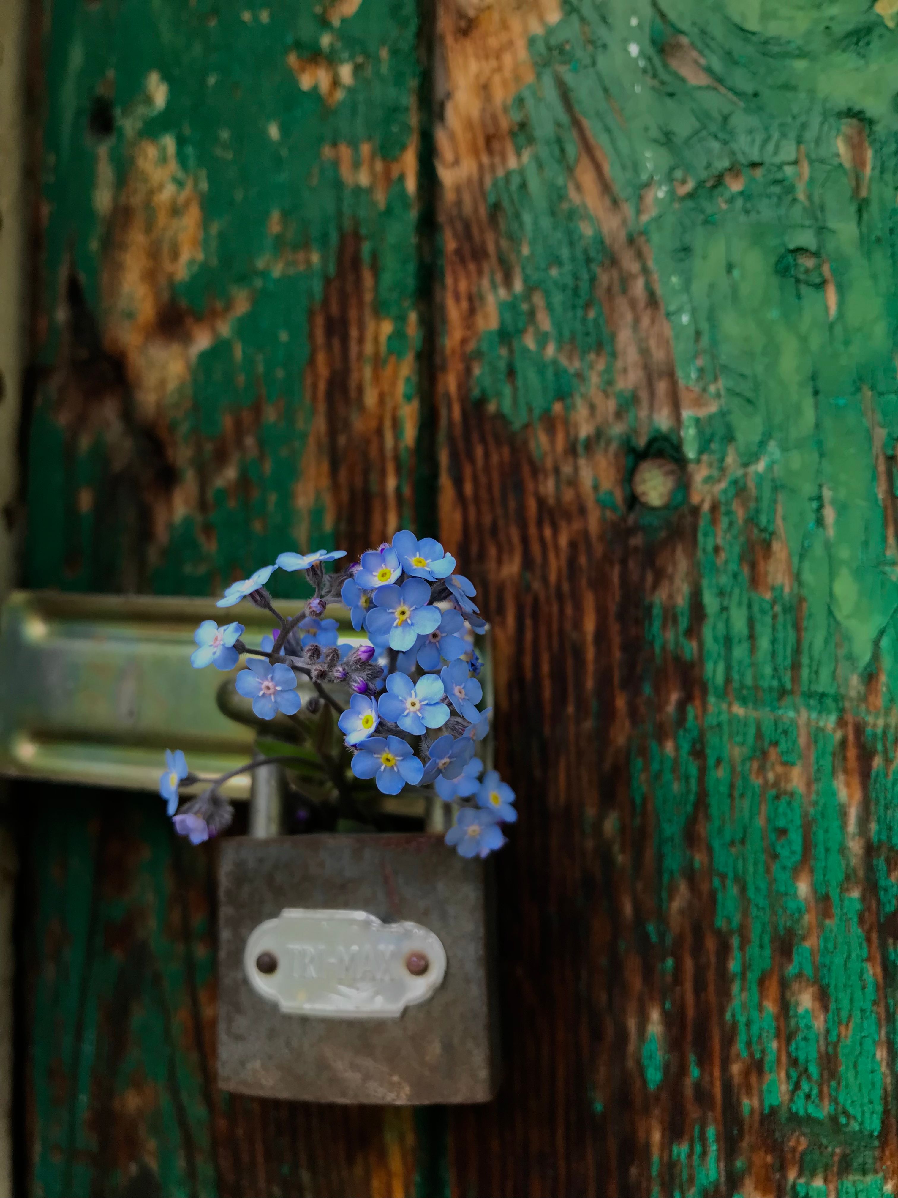 Lock Screen Wallpaper Flower Photos, Download The BEST Free Lock Screen ...