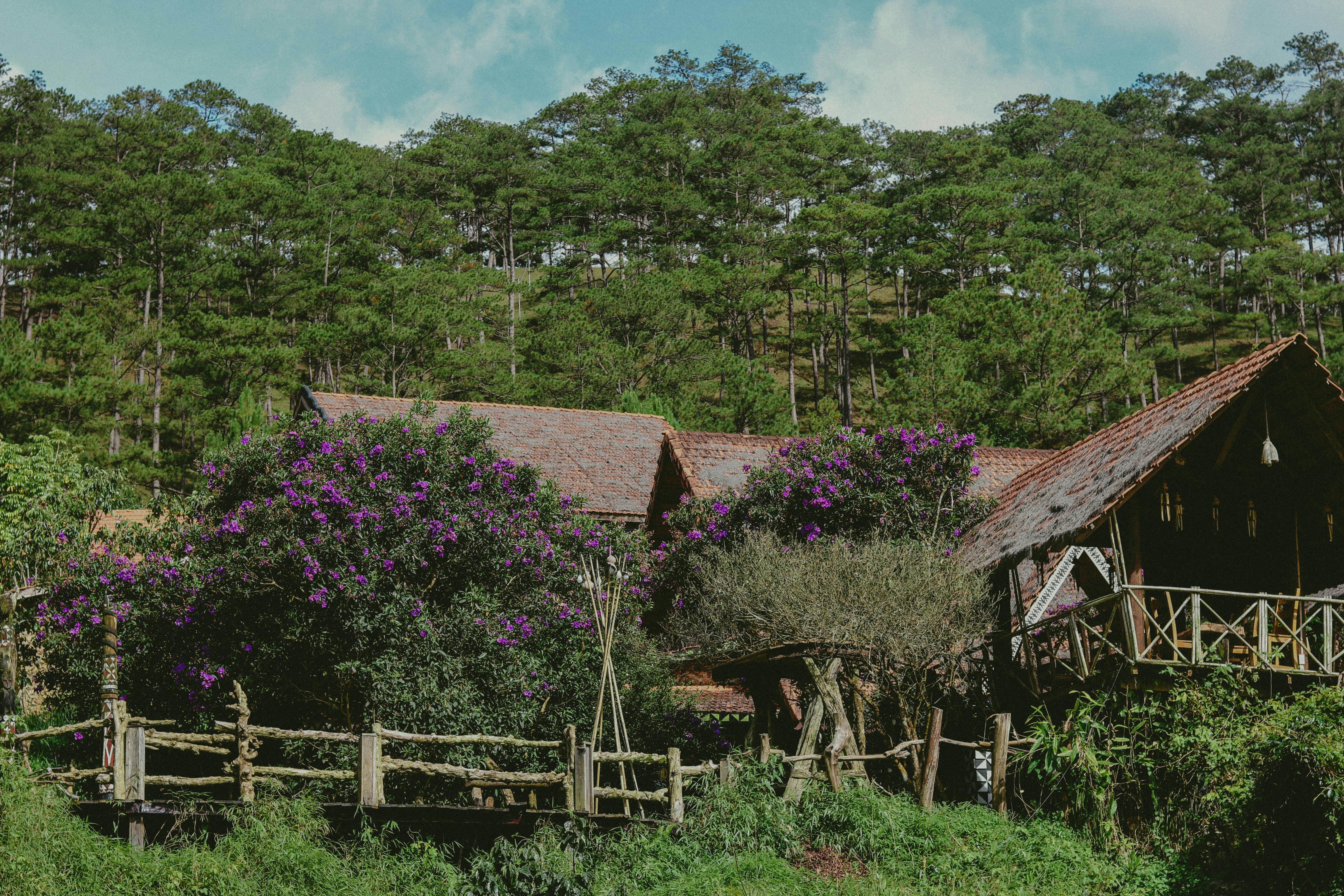 Trees in Spring around Houses in Village · Free Stock Photo