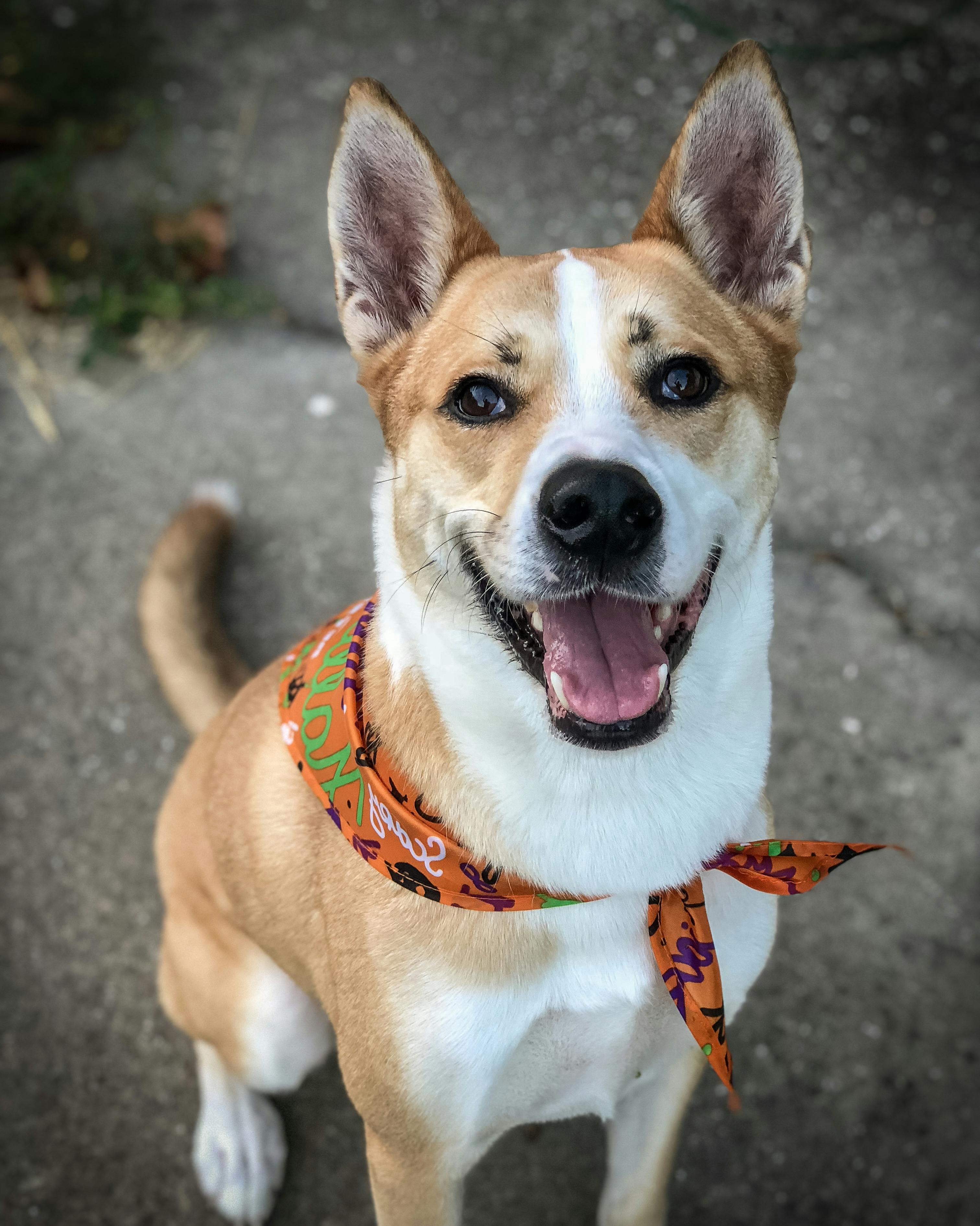 Hand Holding Puppy Head · Free Stock Photo