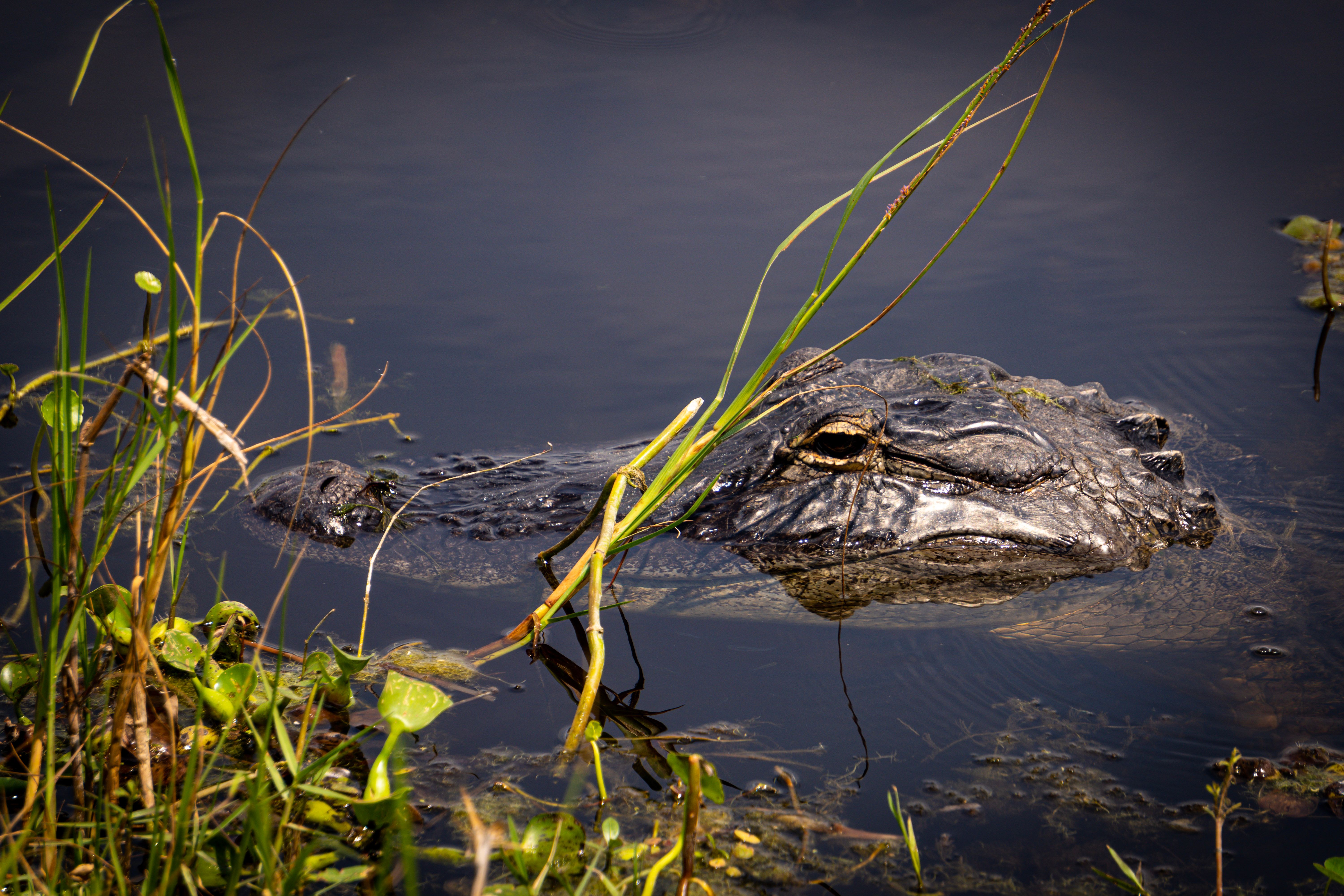 Alligator Near Water Plant On Body Of Water · Free Stock Photo