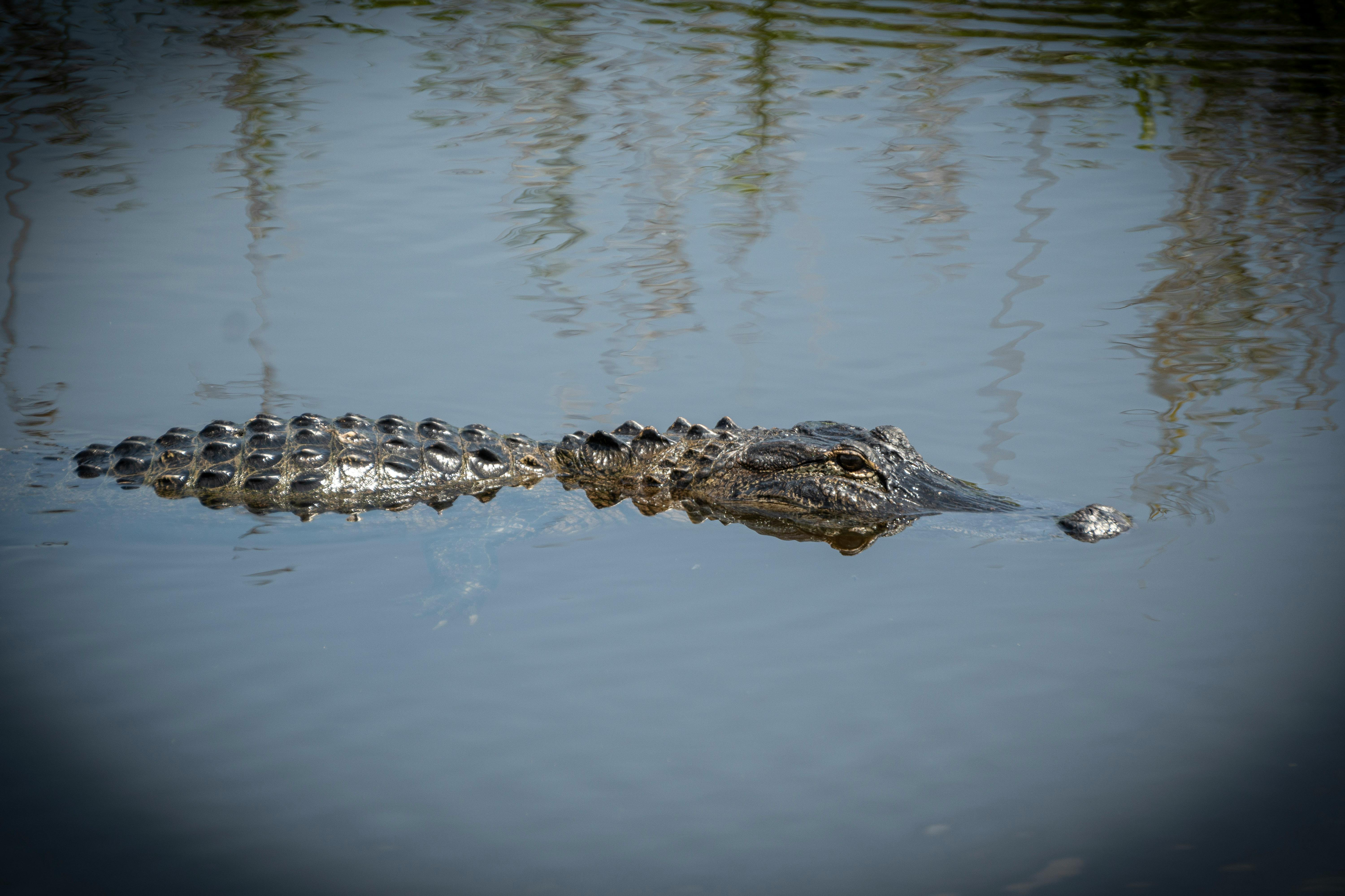 Alligator Swimming in a River · Free Stock Photo
