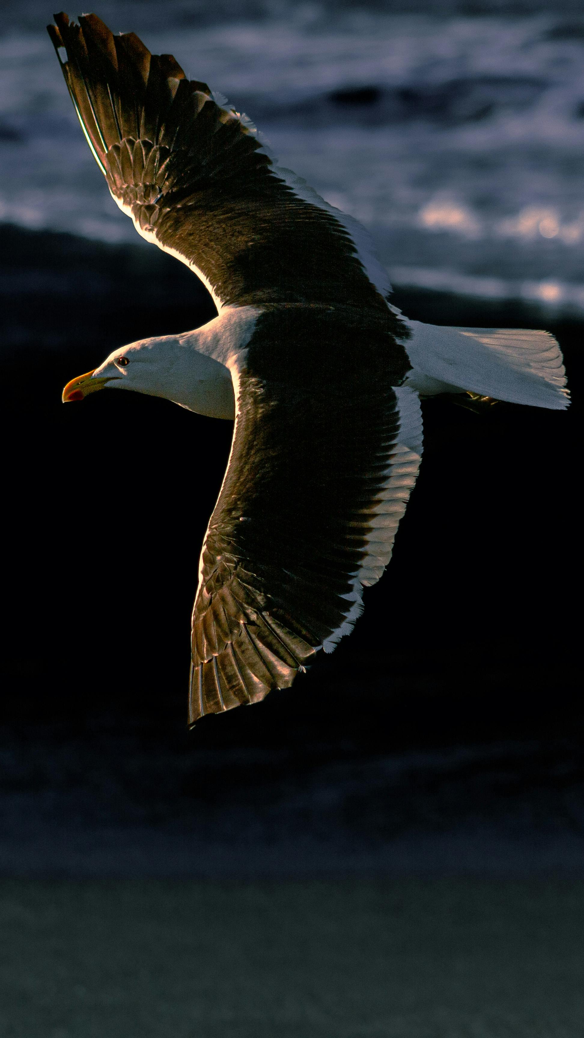 White Bird Flying Under the Blue and White Sky during Daytime · Free ...